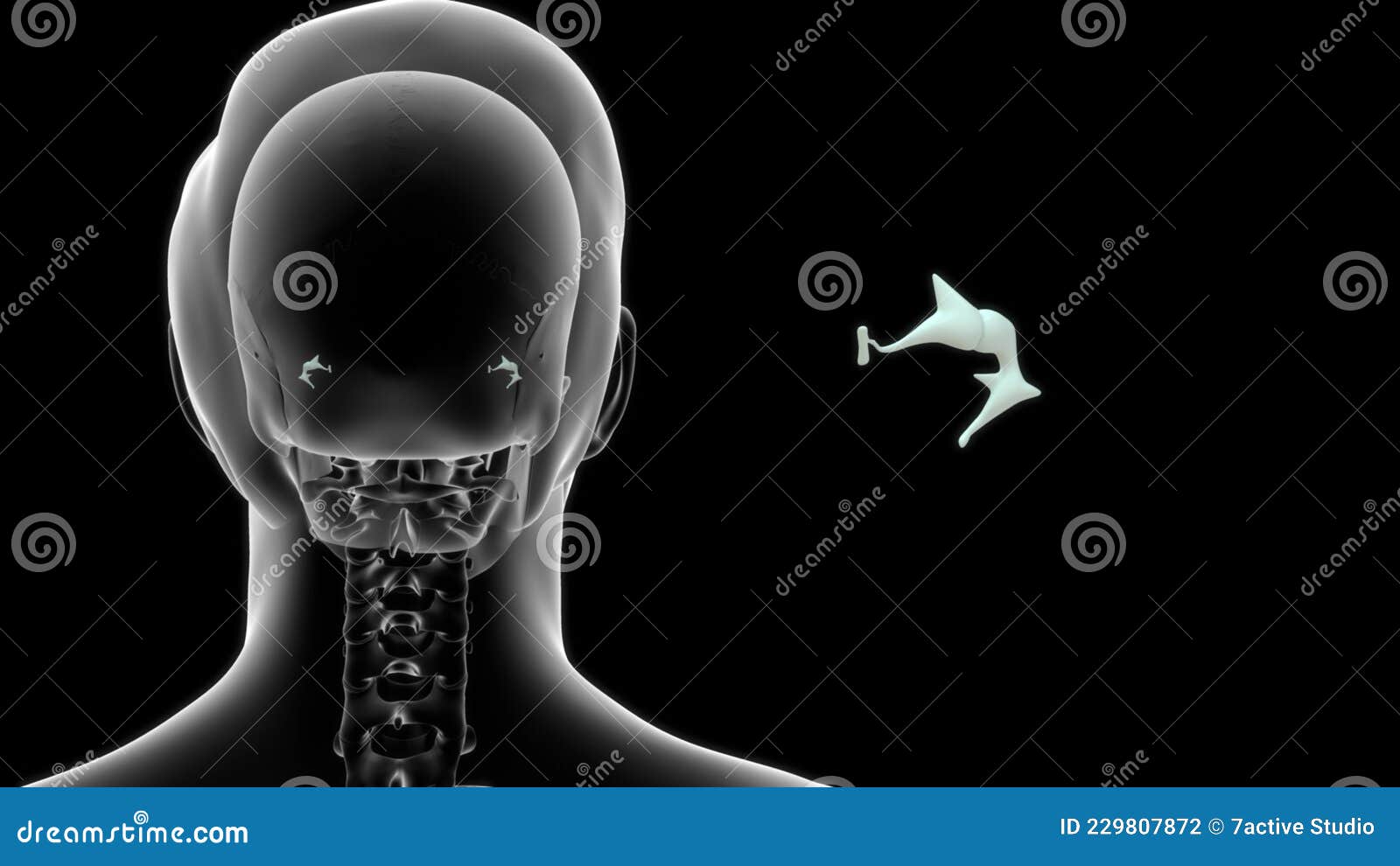 Location of Malleus, Incus Stapes in Human Stock Illustration ...