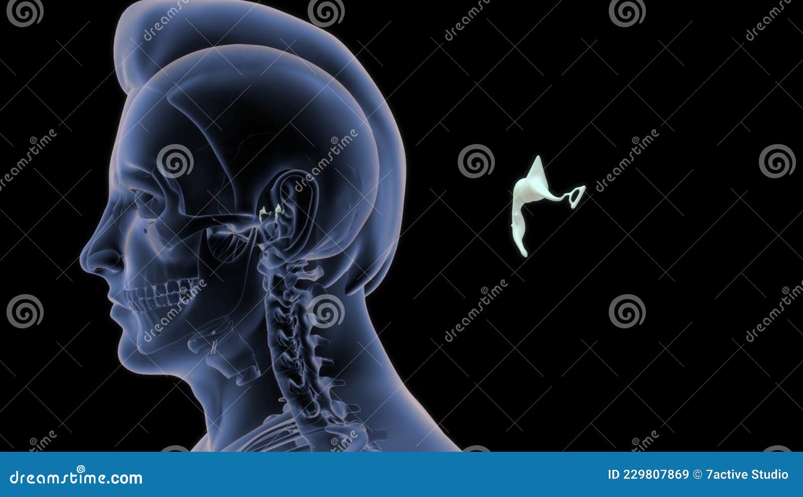 Location of Malleus, Incus Stapes in Human Stock Illustration ...