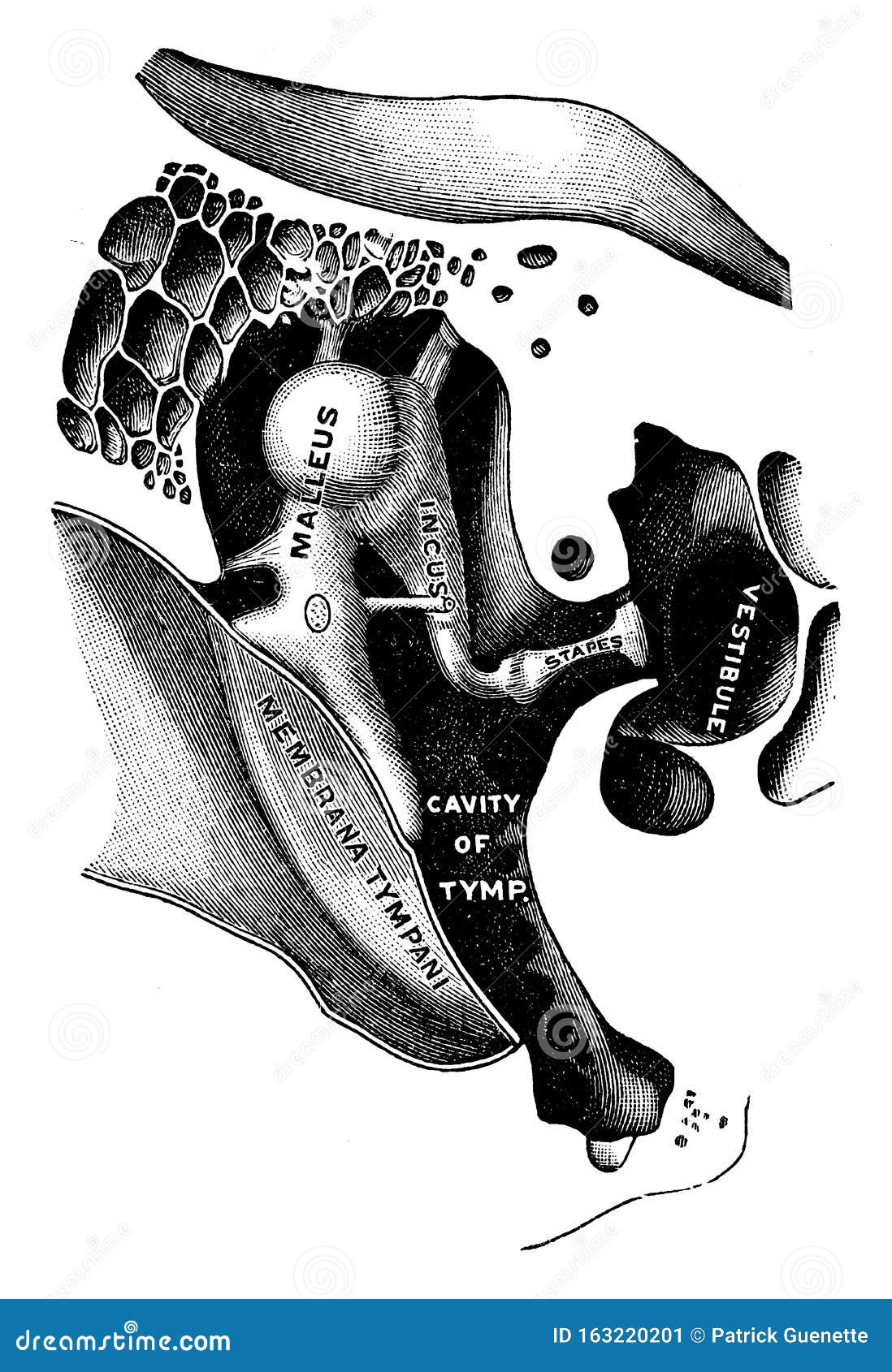 Ossicles Cartoons, Illustrations & Vector Stock Images - 145 Pictures ...