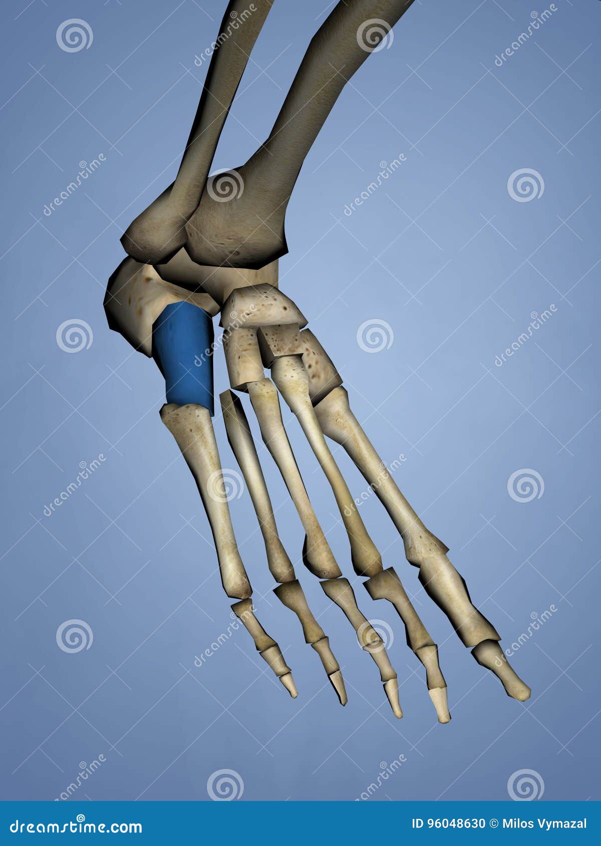 Osso Cuboid, modello 3D illustrazione di stock. Illustrazione di ...