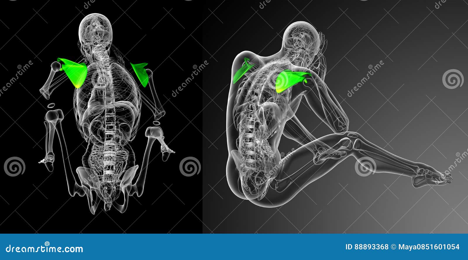 Osso da omoplata ilustração stock. Ilustração de ortopédico - 88893368