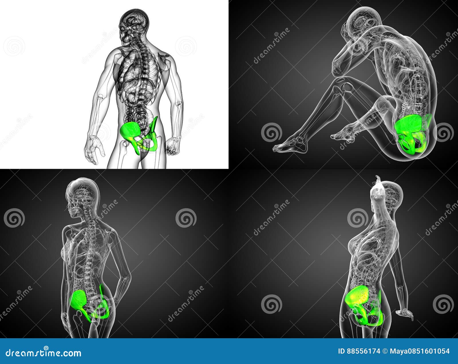 Osso del bacino illustrazione di stock. Illustrazione di scheletrico ...