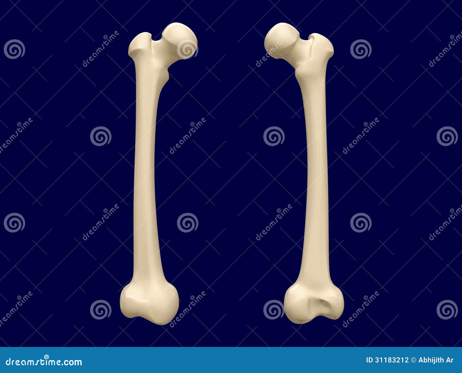 Osso del femore illustrazione di stock. Illustrazione di salute - 31183212
