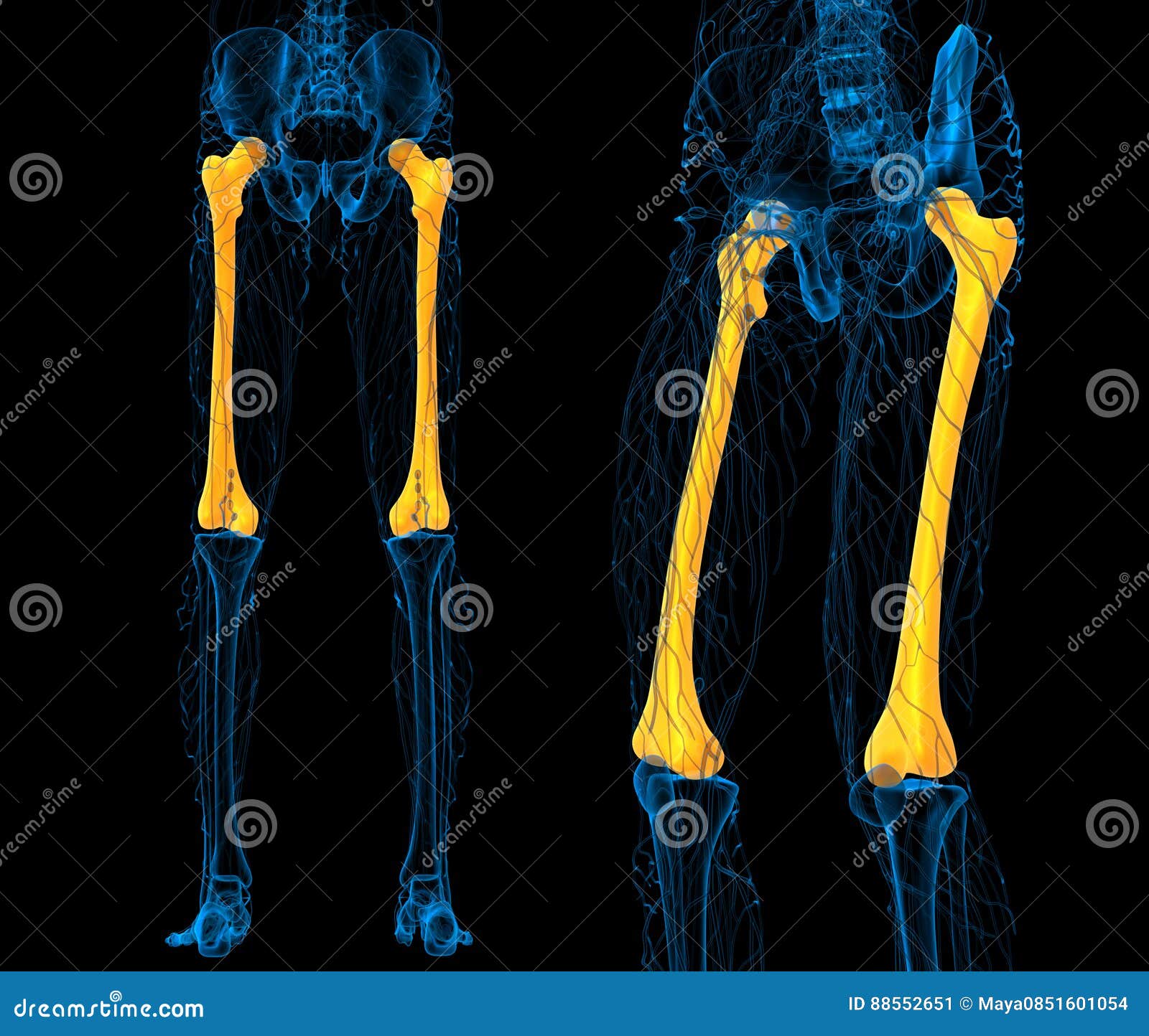 Osso del femore illustrazione di stock. Illustrazione di anca - 88552651