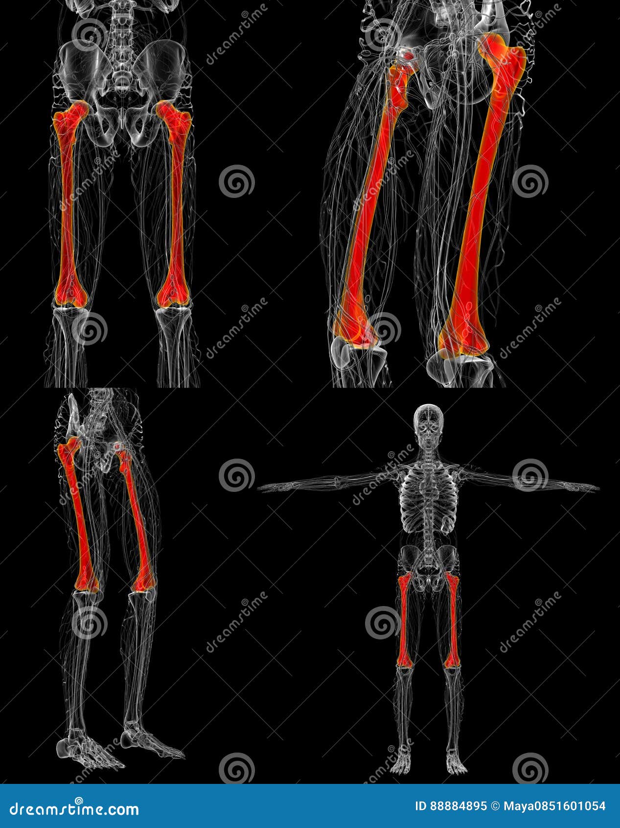 Osso del femore illustrazione di stock. Illustrazione di anatomia ...