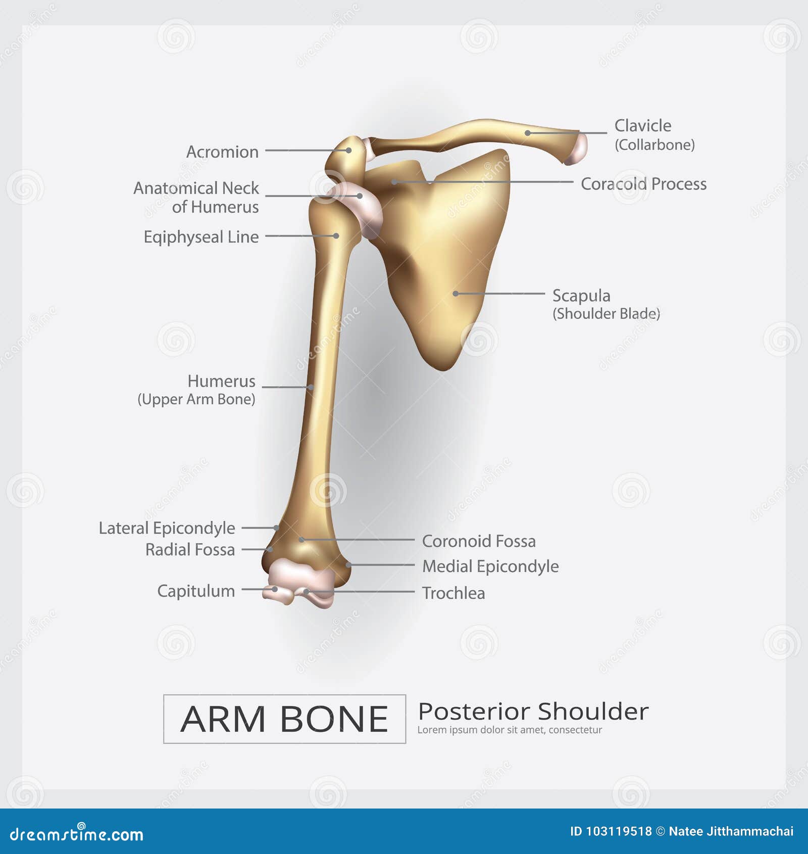 Osso Di Braccio Della Spalla Illustrazione Vettoriale - Illustrazione ...