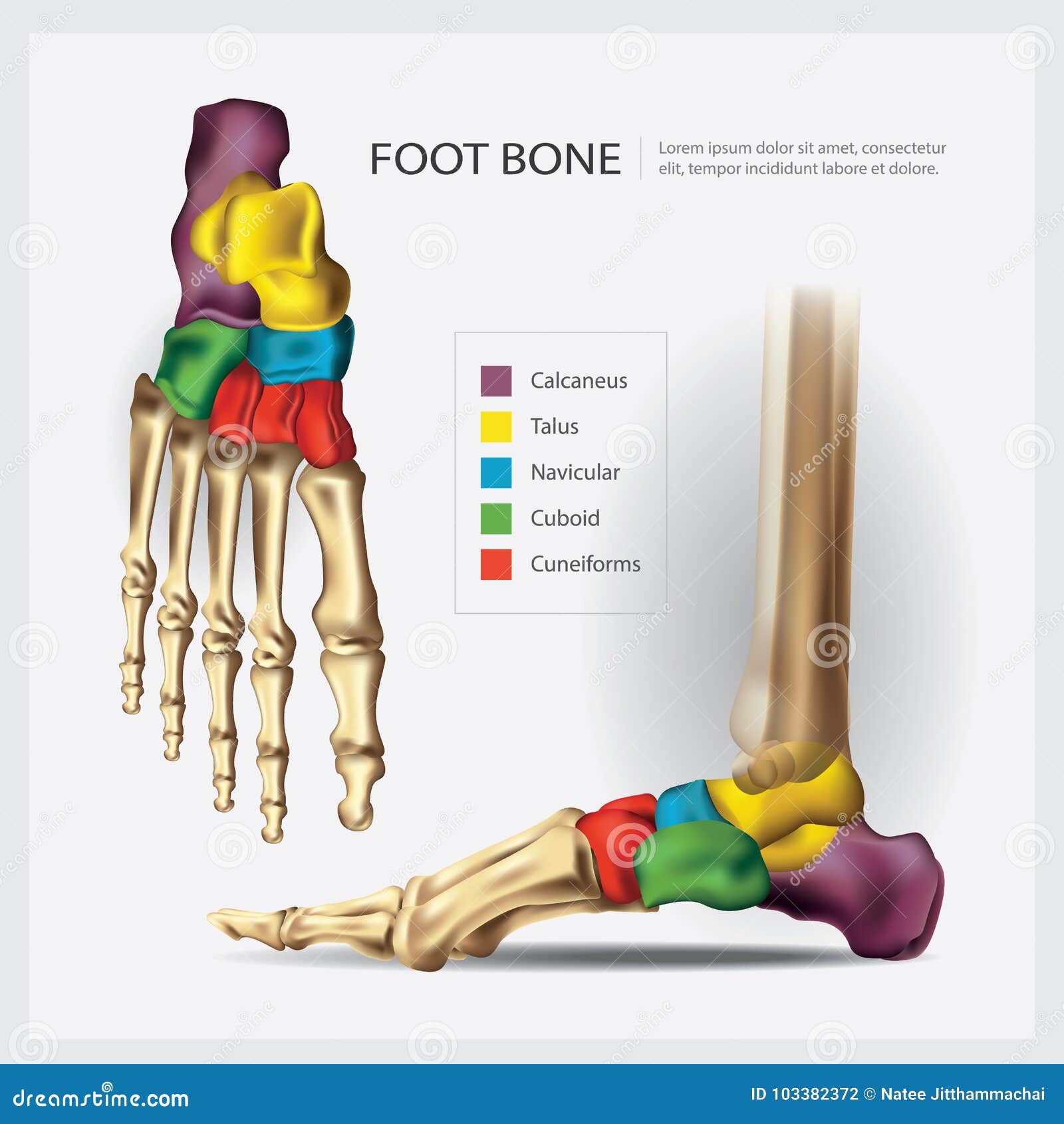 Osso Di Piede Umano Di Anatomia Illustrazione Vettoriale ...