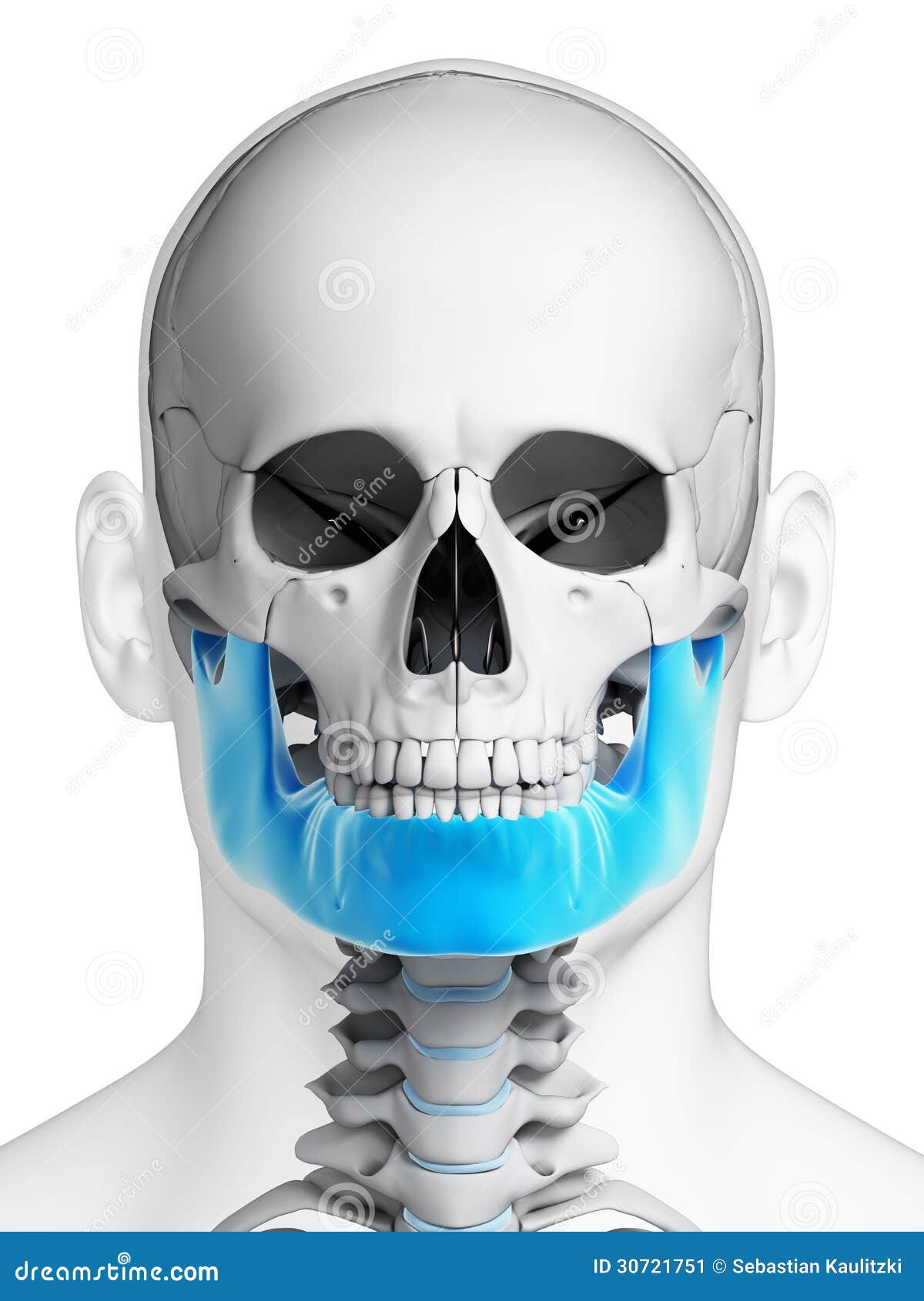 Osso Evidenziato Della Mandibola Illustrazione di Stock - Illustrazione ...