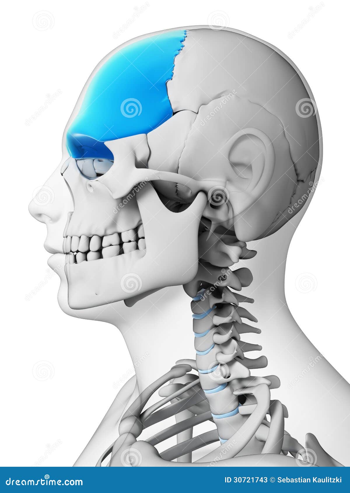 Osso frontale illustrazione di stock. Illustrazione di mascella - 30721743