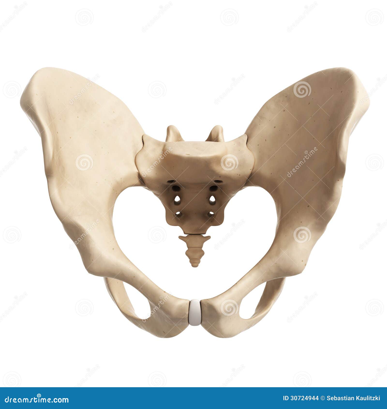 Osso iliaco illustrazione di stock. Illustrazione di fisiologia - 30724944