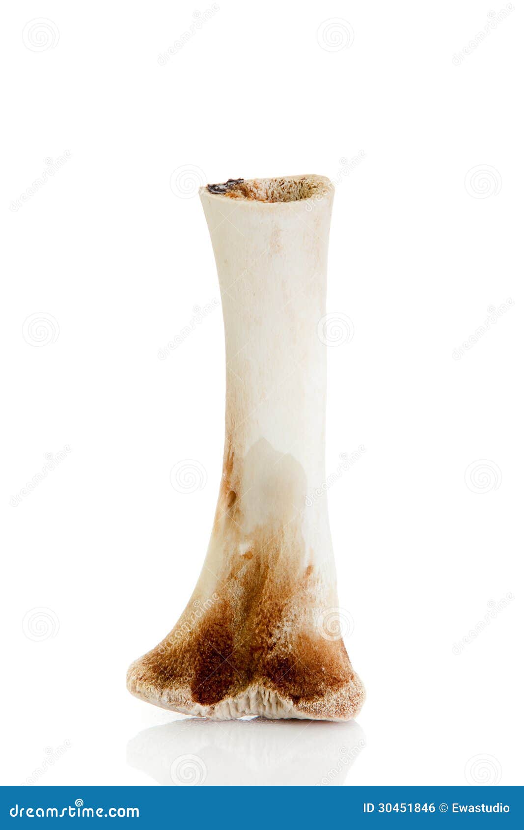 Osso Isolado No Fundo Branco. Foto de Stock - Imagem de ciência, macro ...