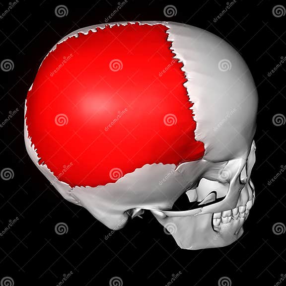 Osso Parietal ilustração stock. Ilustração de humano, crânio - 8016100