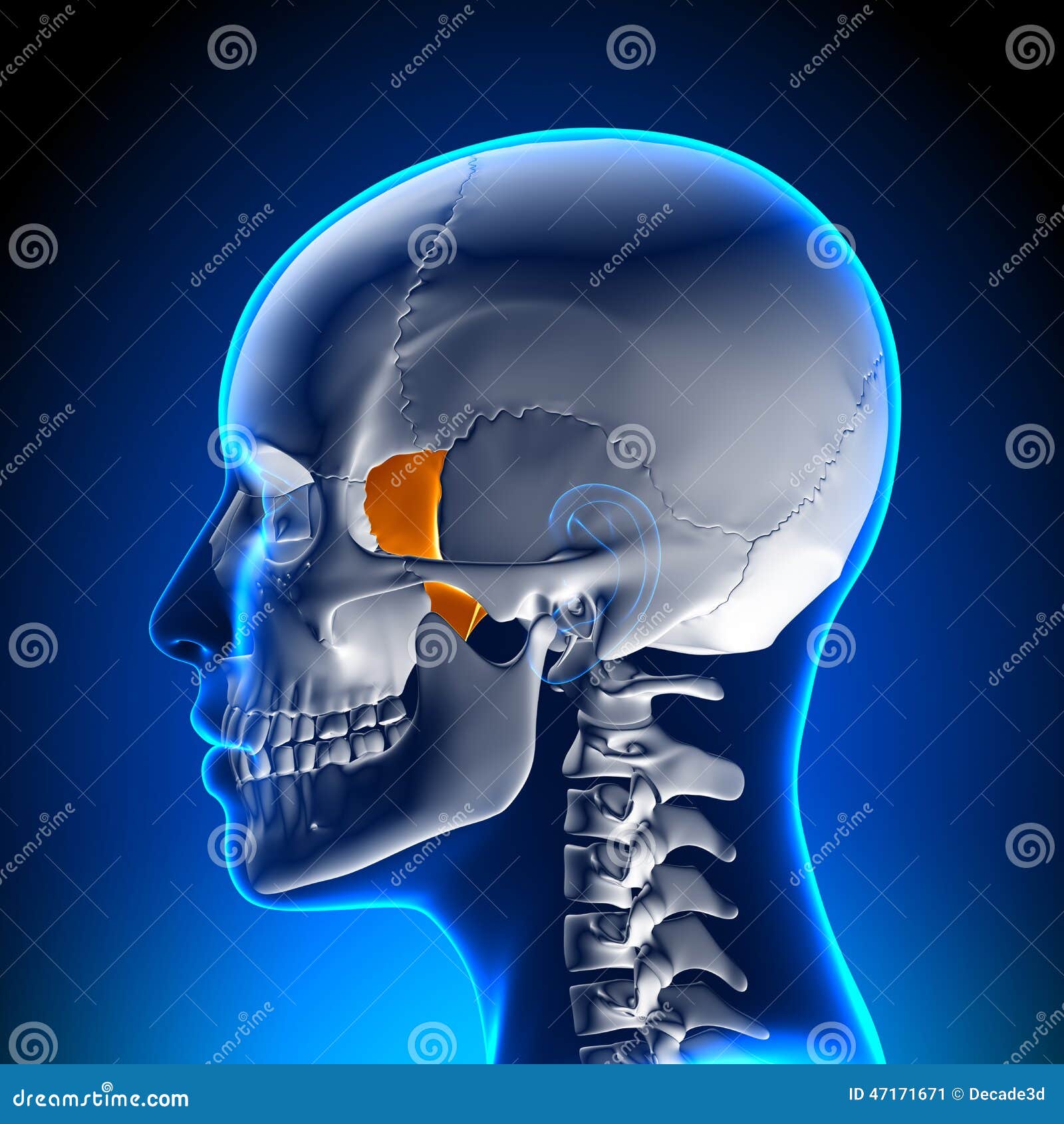 Osso Sfenoide - Anatomia Cranio/del Cranio Illustrazione di Stock ...
