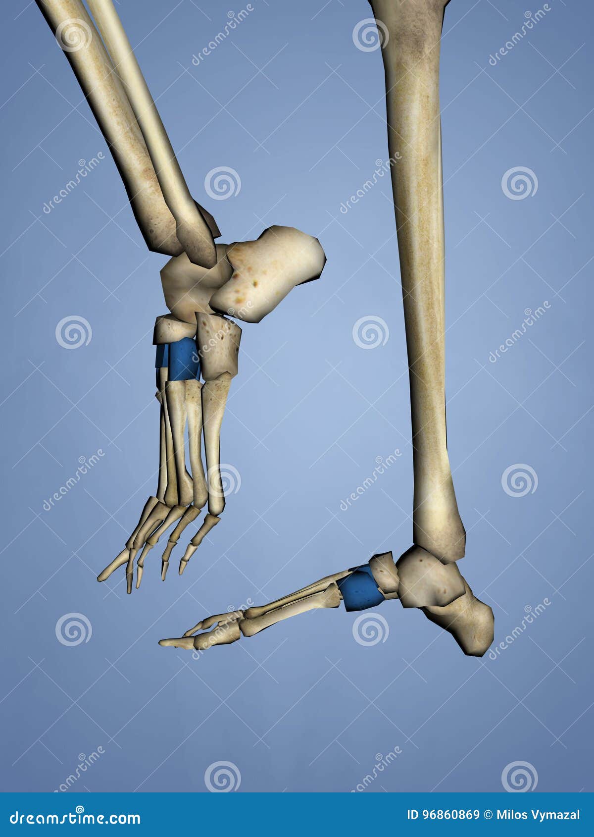 Ossos Cuneiformes, Modelo 3D Ilustração Stock - Ilustração de anatômico ...