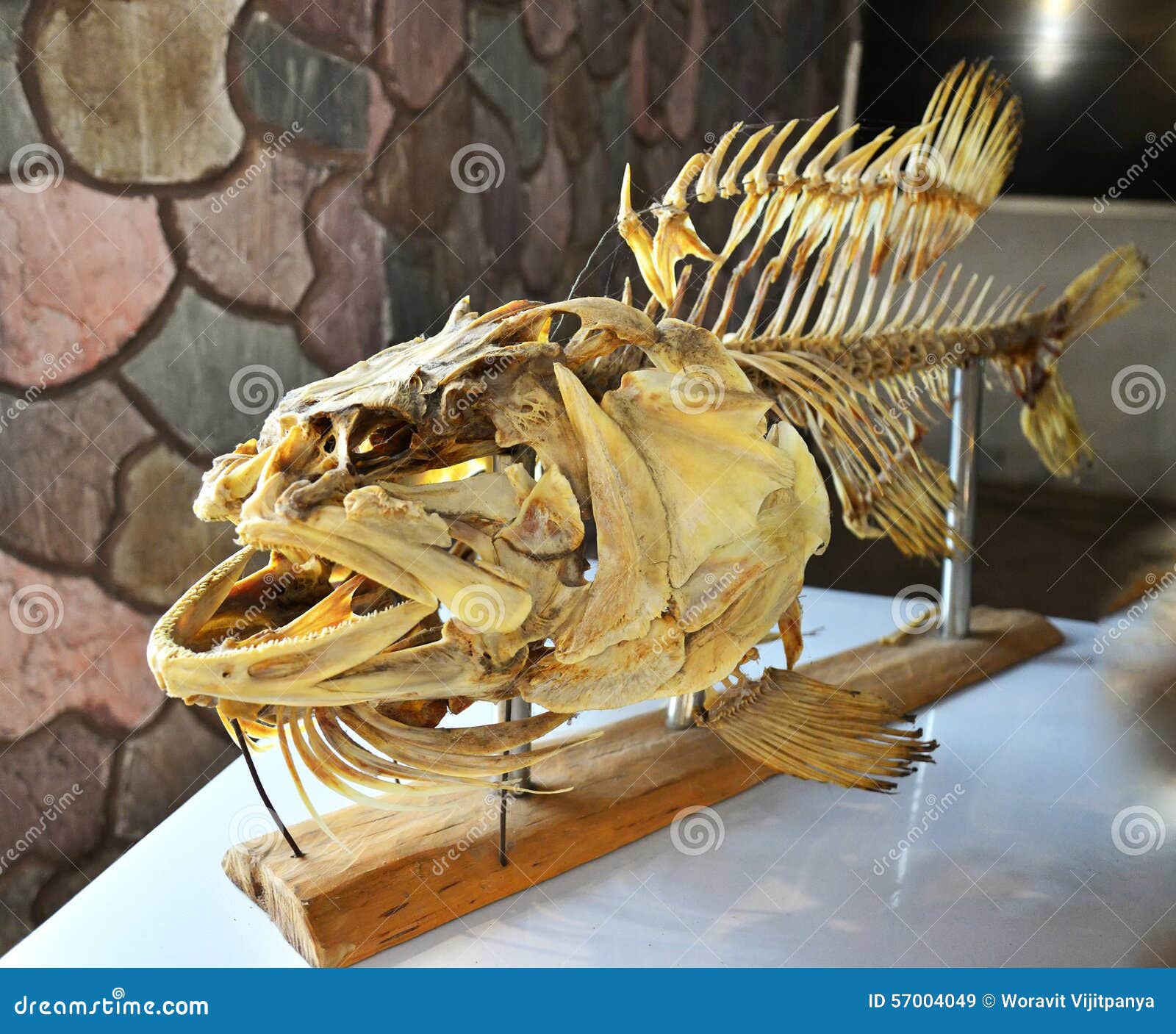 Ossos de peixes imagem de stock editorial. Imagem de fossilizado - 57004049