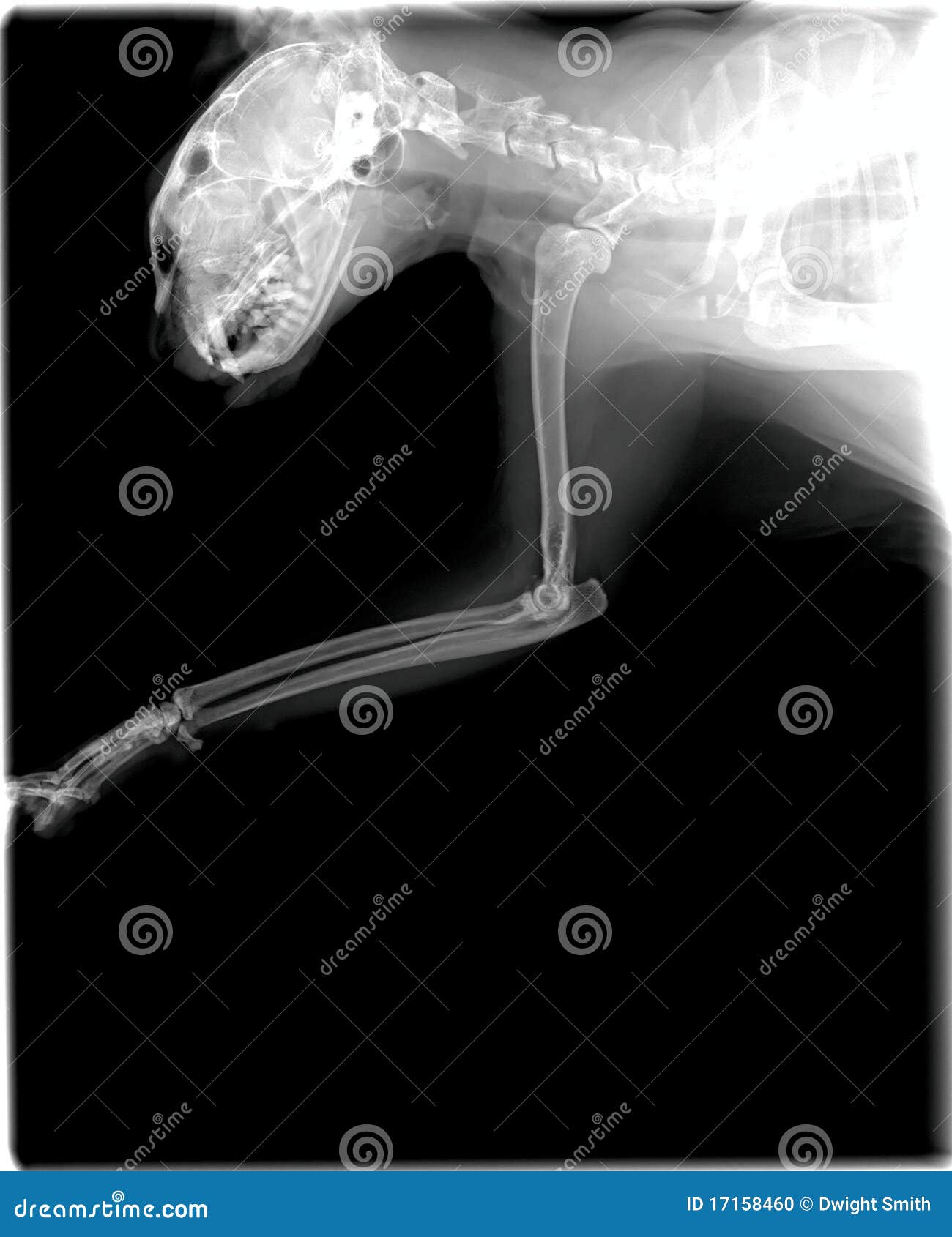 Ossos do gato foto de stock. Imagem de roentgen, ombro - 17158460