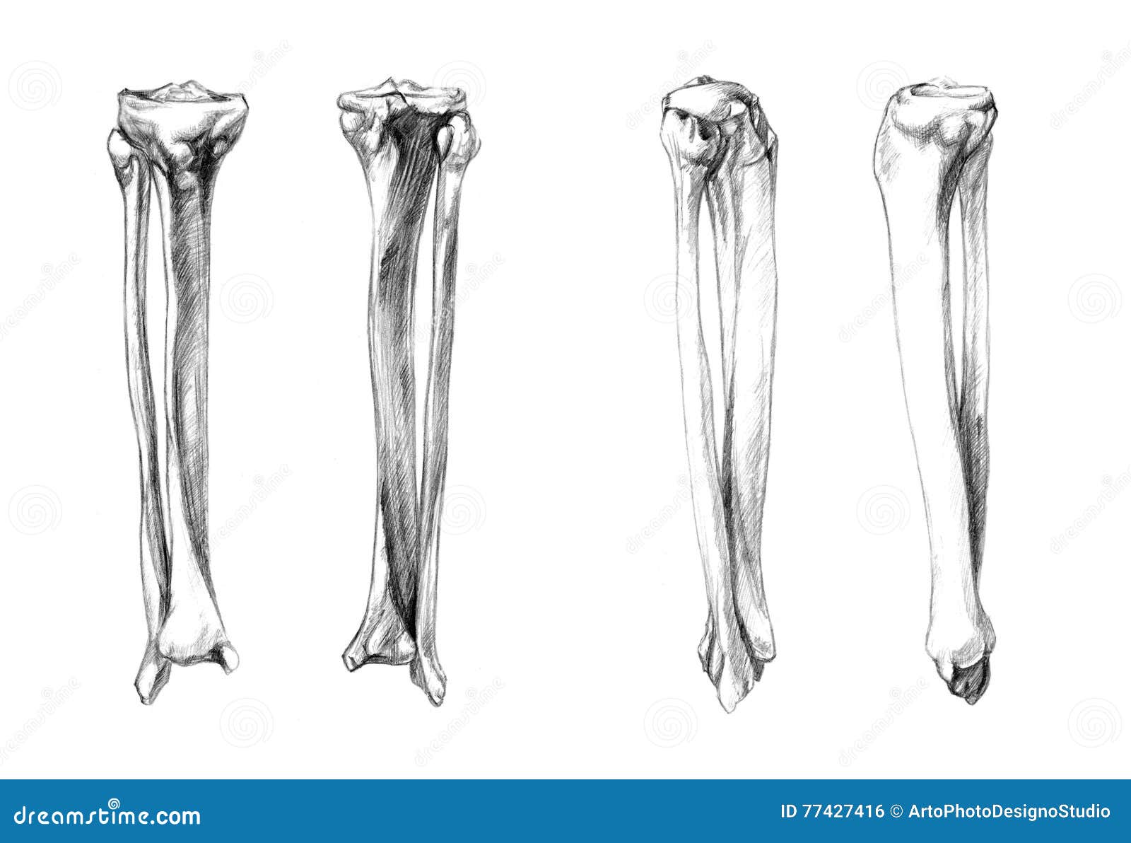 Ossos Do Pé & Do X28; Perônio, Tibia& X29; Ilustração Stock ...