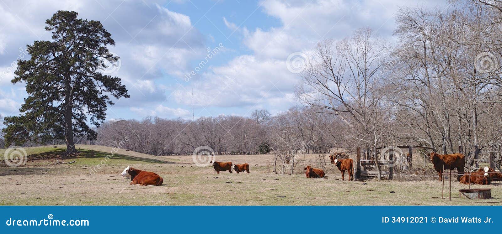 Ost-Texas Cattle Ranch stockbild. Bild von ranch, vieh - 34912021
