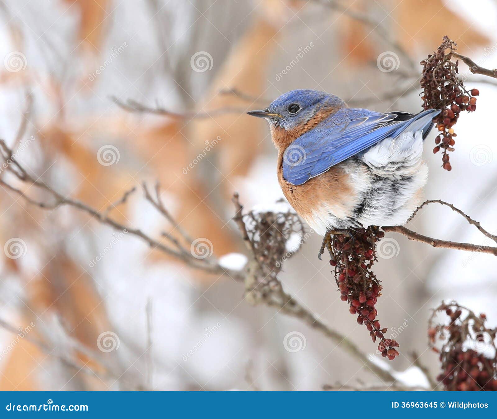 Ostdrossel stockbild. Bild von mann, federn, birding - 36963645