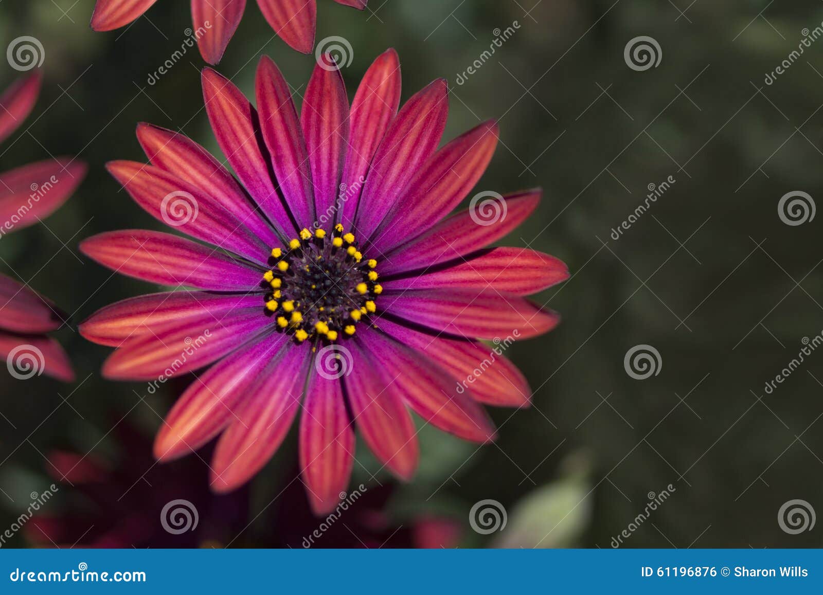 Osteaspermum Elite Ruby Flowers Stock Photo - Image of plants, flower ...
