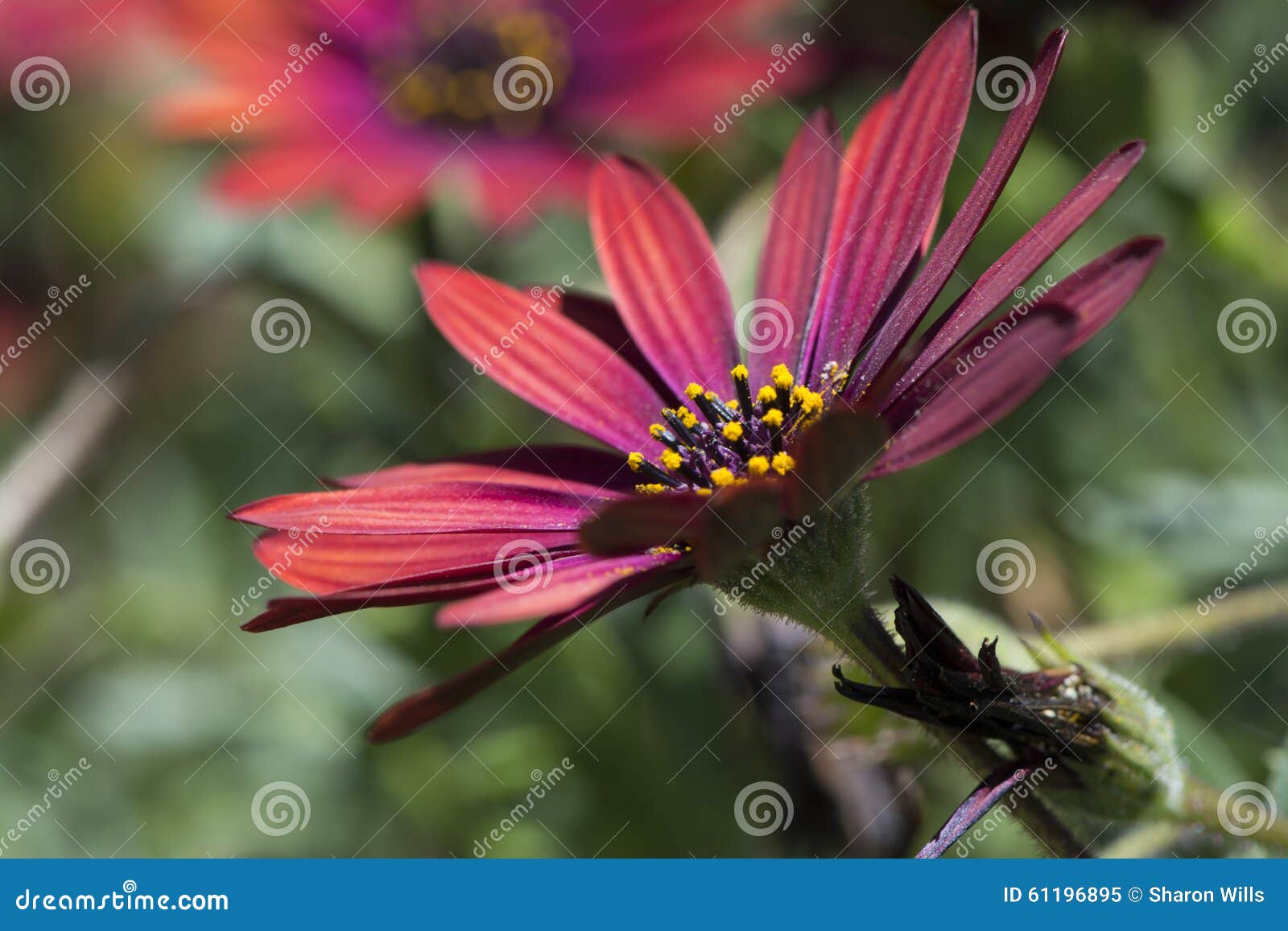 Osteaspermum Elite Ruby stock image. Image of genus - 61196895