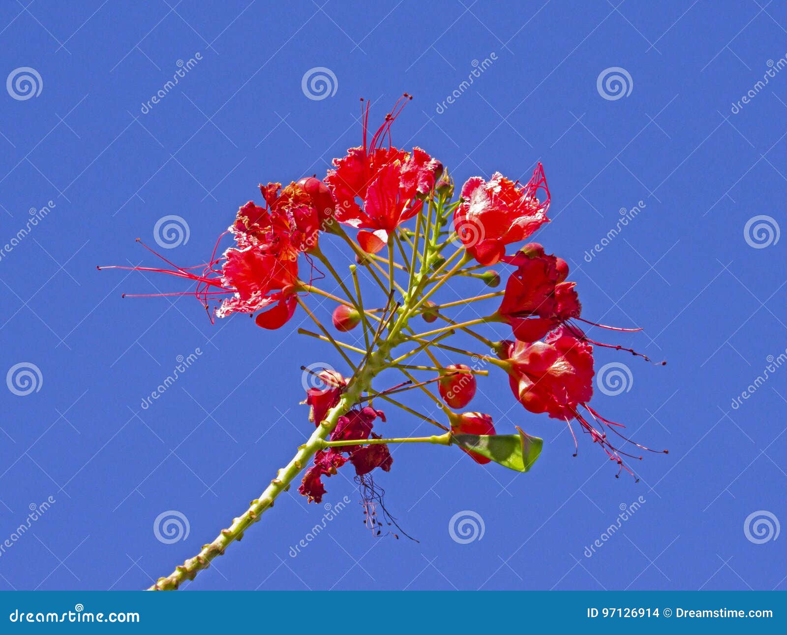 Ostentoso foto de archivo. Imagen de media, rojo, ostentoso - 97126914