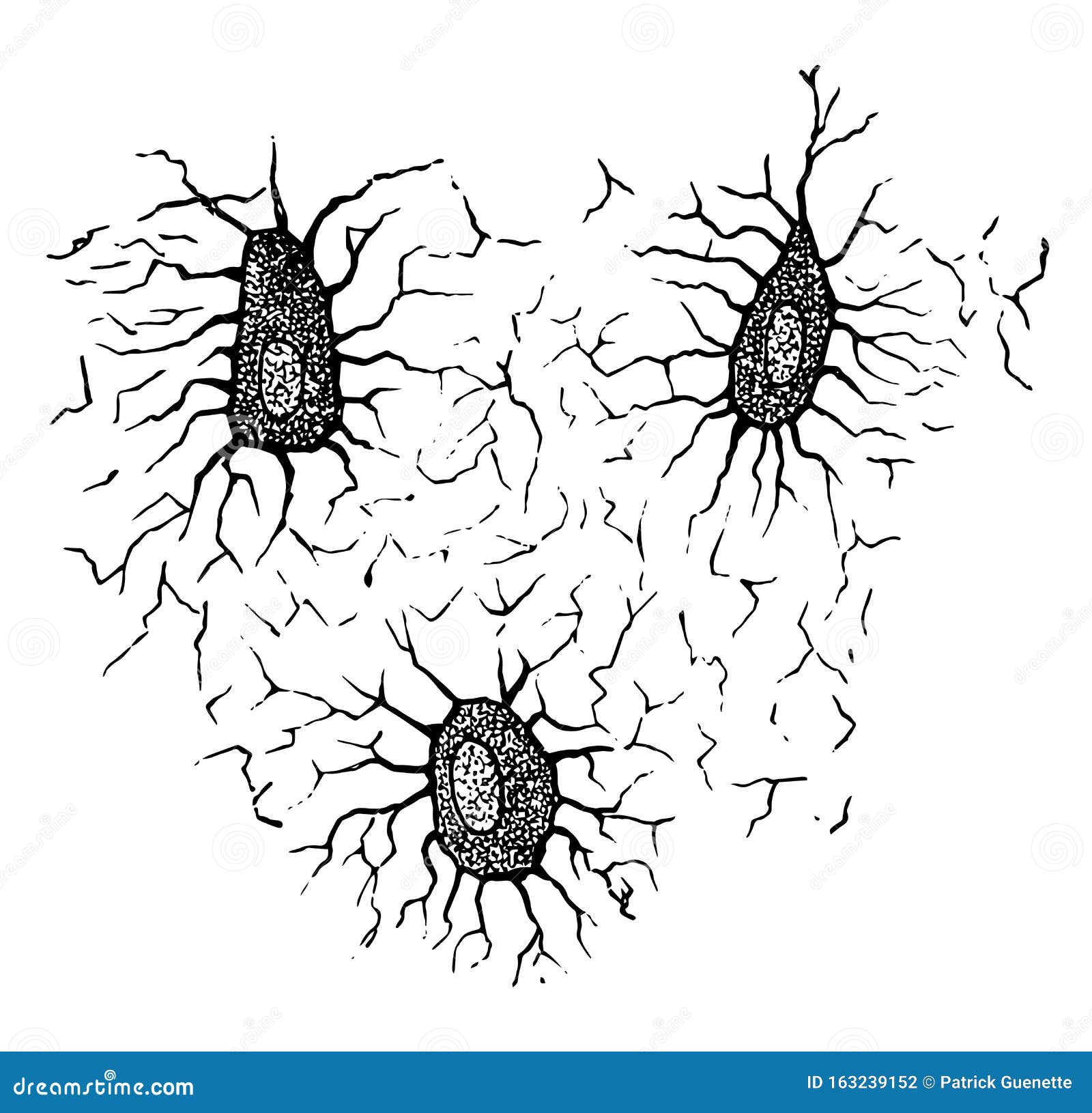 Osteoblasts Vintage Illustration | CartoonDealer.com #163239152