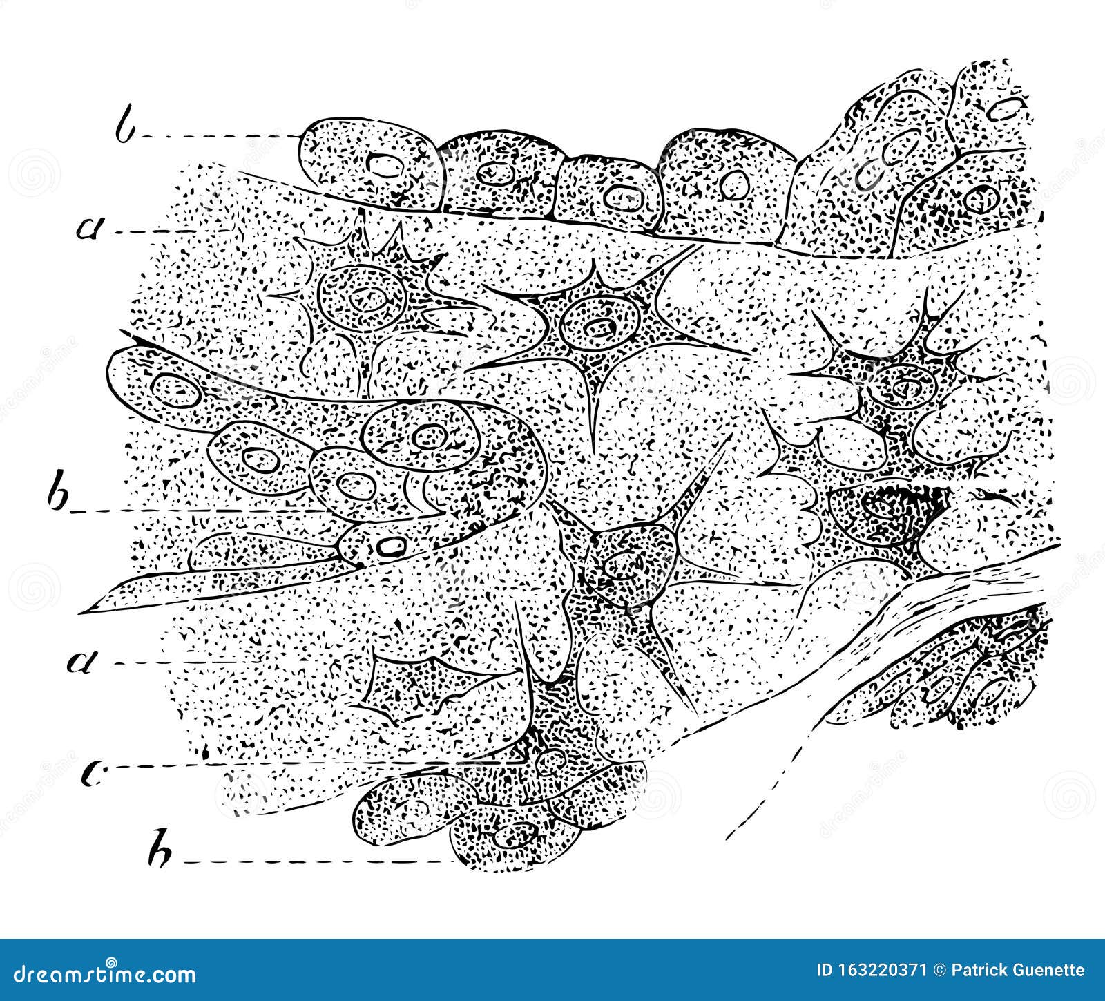 Osteoblasts Vintage Illustration | CartoonDealer.com #163239152