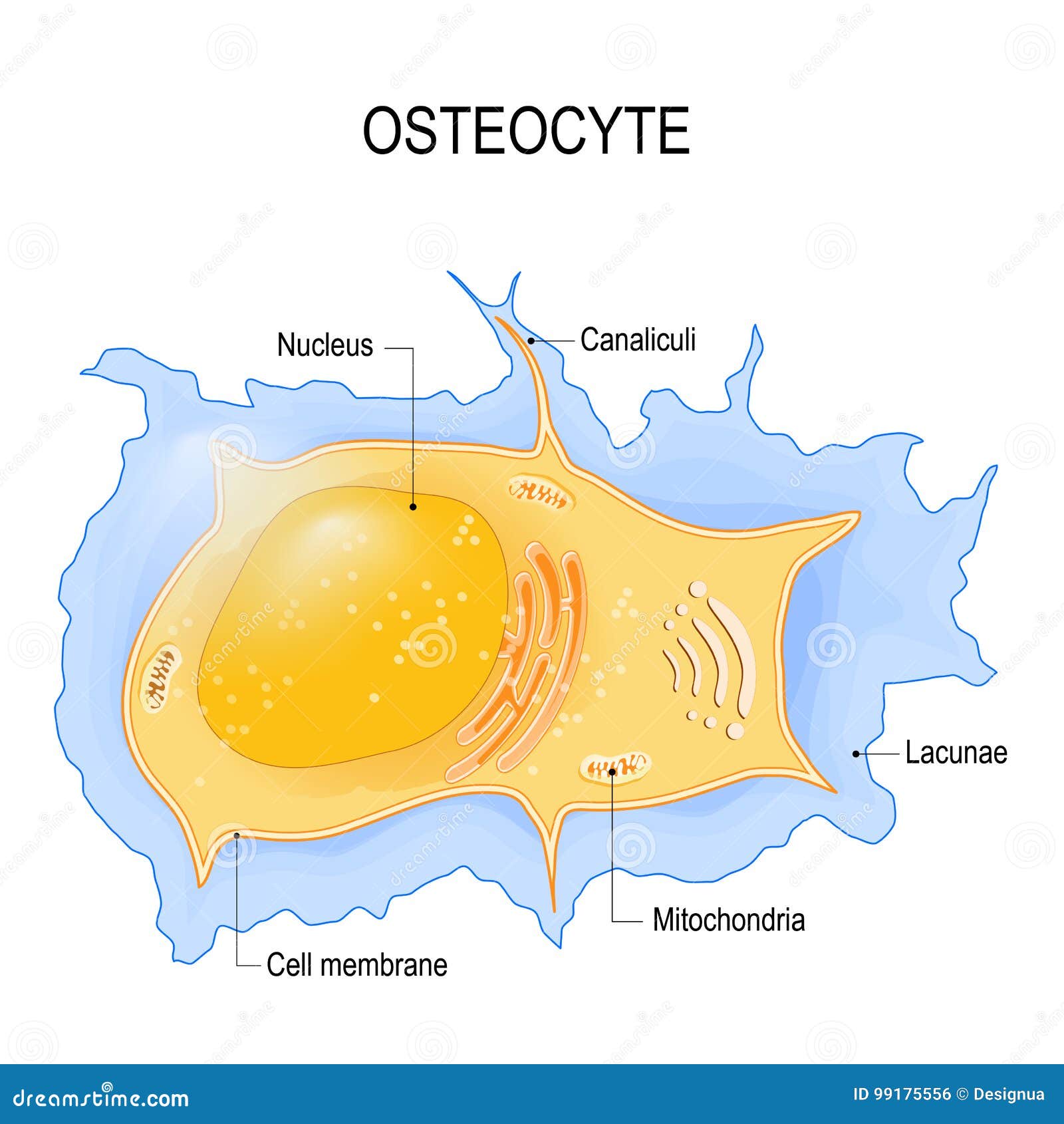 Osteocyte Struktur Der Knochenzelle Vektor Abbildung - Illustration von ...