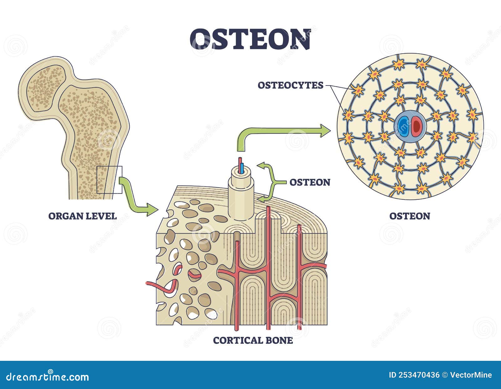 Osteon or Haversian System with Compact Bone Structure Outline Diagram ... Osteon or Haversian System with Compact Bone Structure Outline Diagram ...