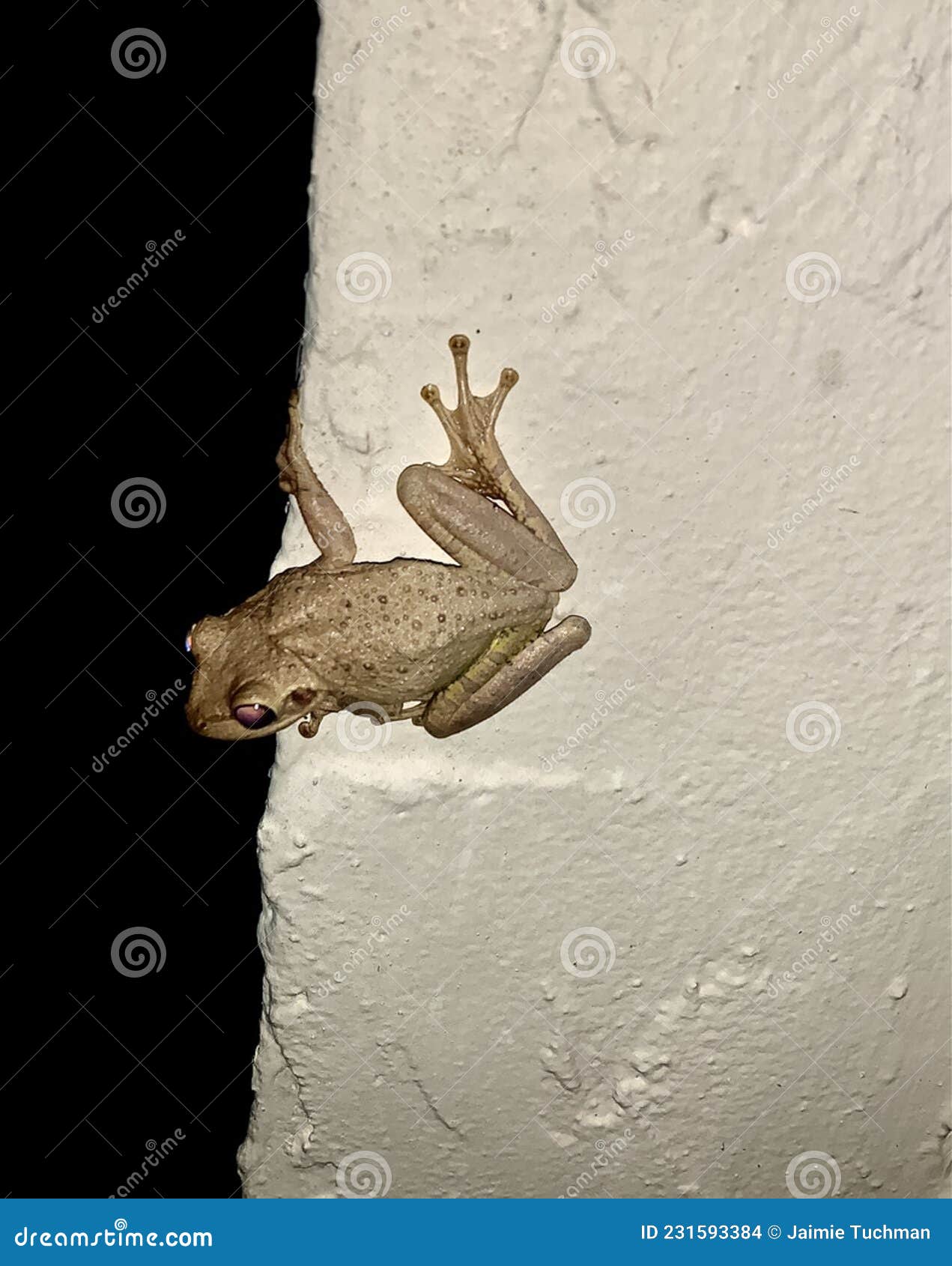 Tree Frog on a Window at Night Stock Photo - Image of black, studio ...