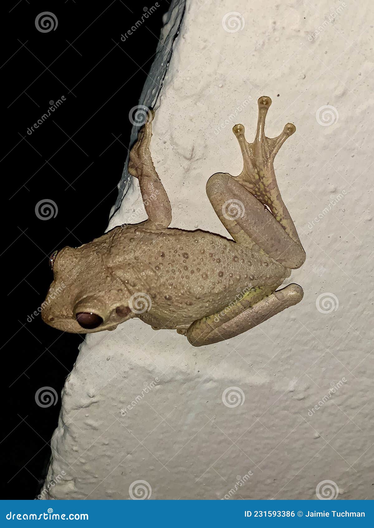 Tree Frog on a Window at Night Stock Photo - Image of nature, dart ...
