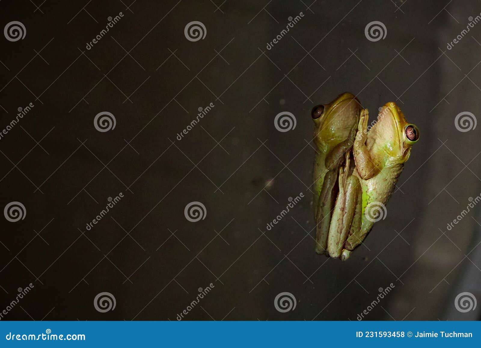 Tree Frog on a Window at Night Stock Photo - Image of poison, exotic ...
