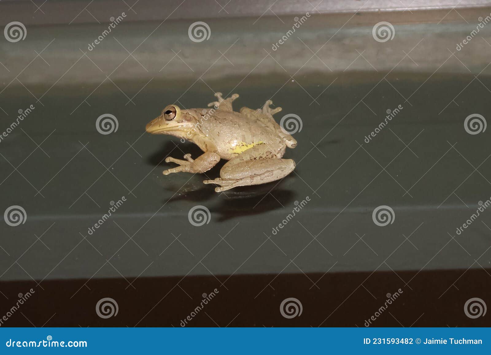 Tree Frog on a Window at Night Stock Photo - Image of frog ...