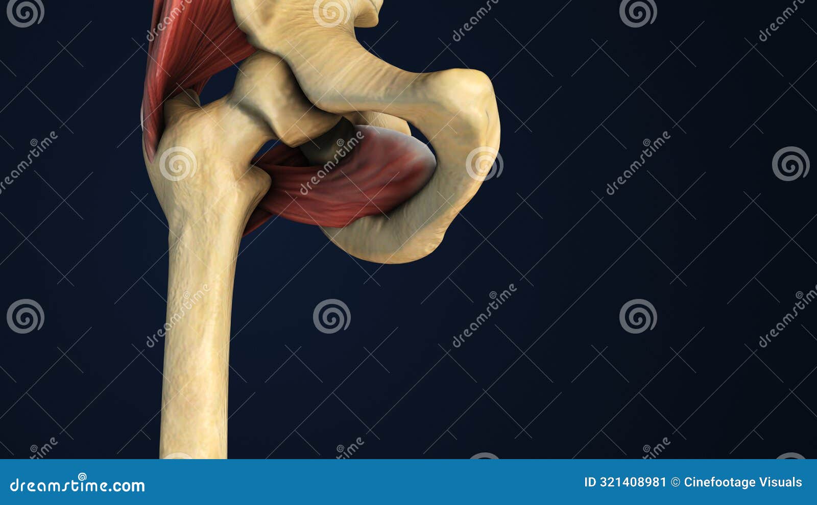 The Process Of Bone Resorption Involves The Activity Of Osteoclasts ...