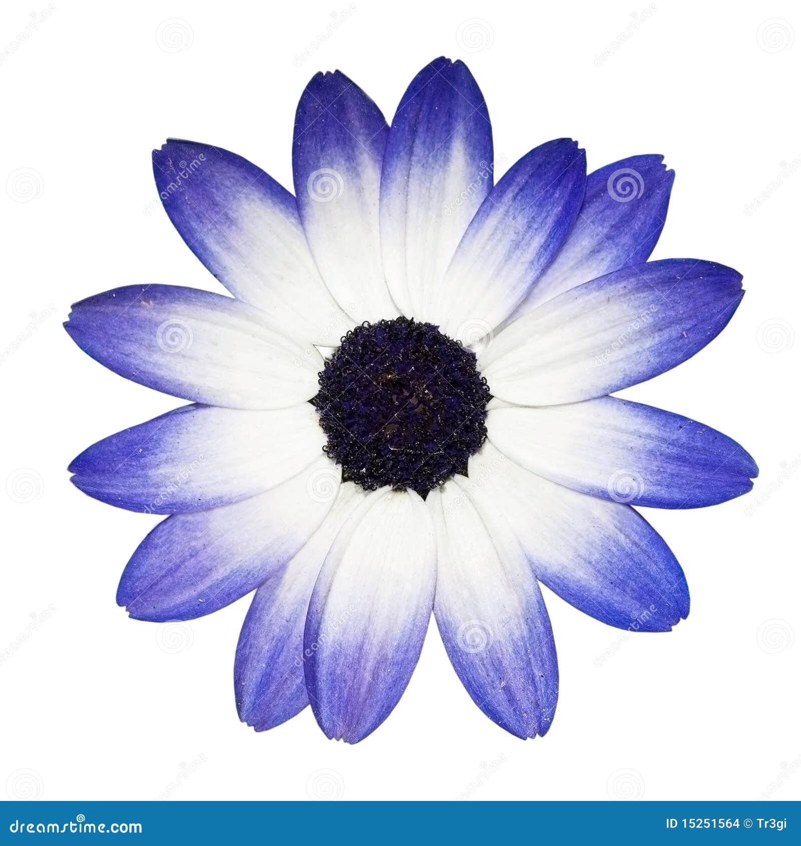 Osteospermum - Blue and White Daisy Flower Head Stock Photo - Image of ...