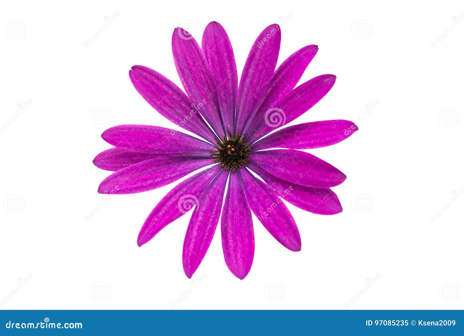 Osteospermum Daisy or Cape Daisy Flower Stock Image - Image of close ...