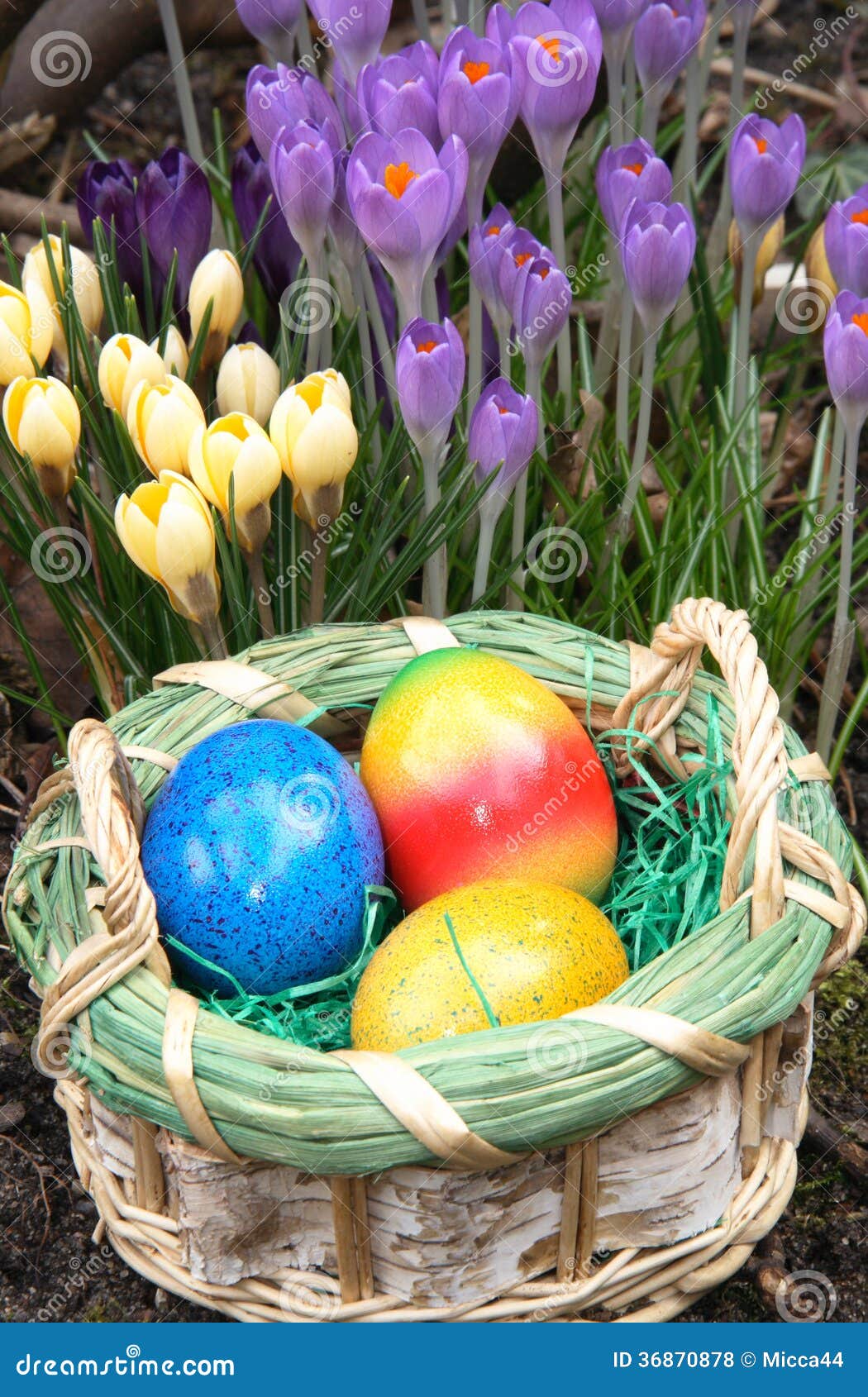 Ostereier und Krokus stockfoto. Bild von nave, öffentlichkeit - 36870878