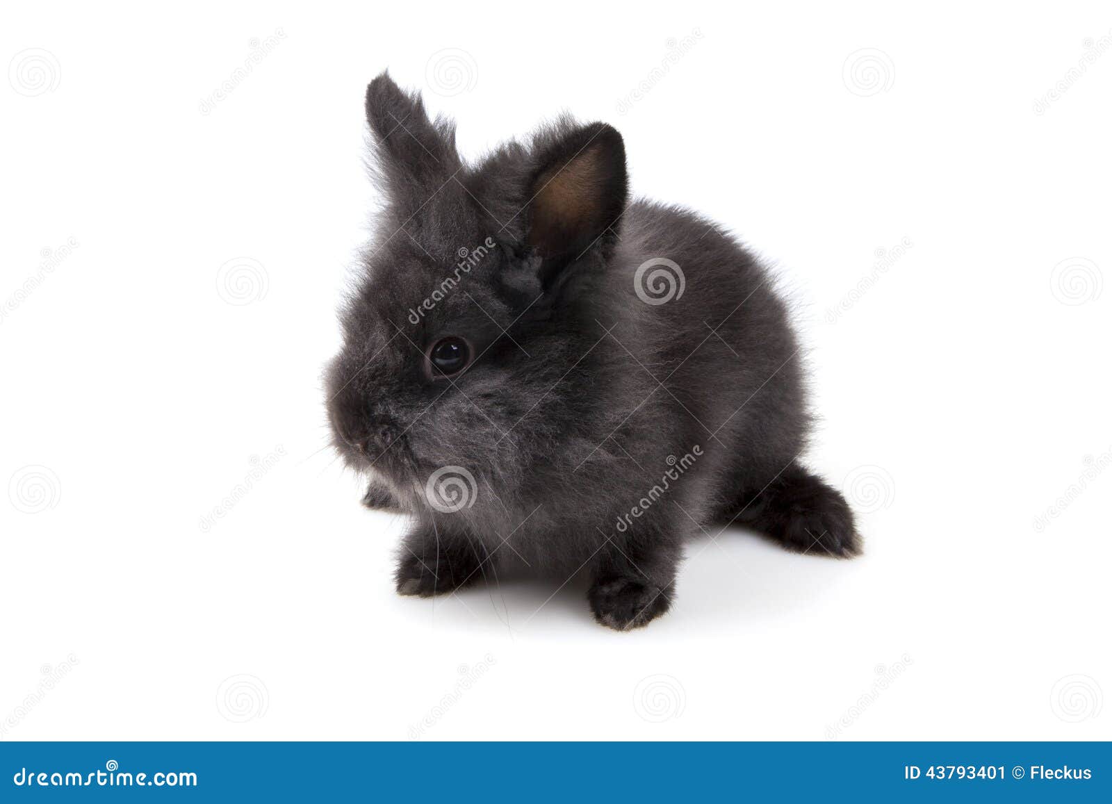Osterhase - Easter Bunny stock image. Image of black - 43793401