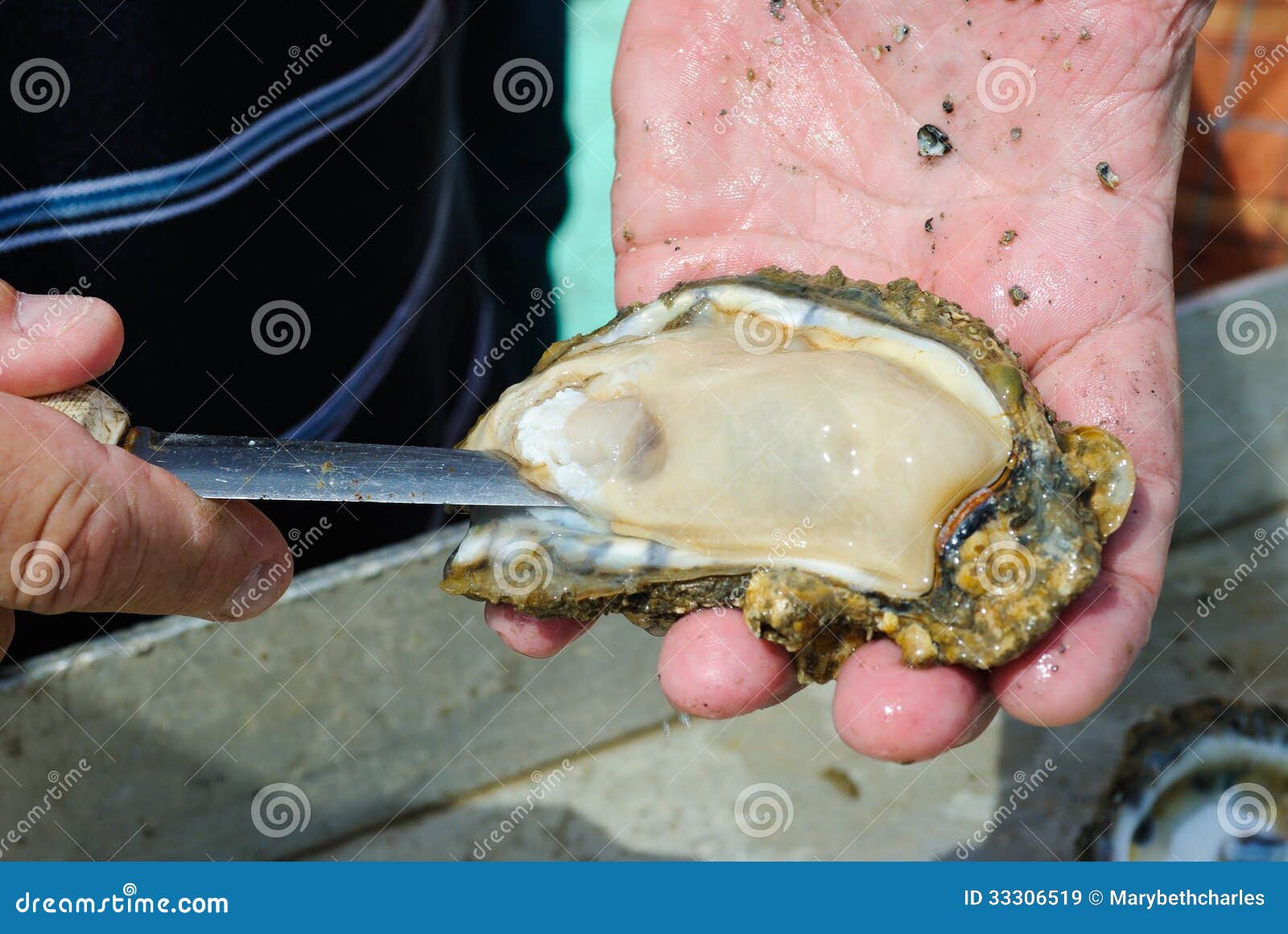 Ostra imagem de stock. Imagem de oceano, alimento, chesapeake - 33306519