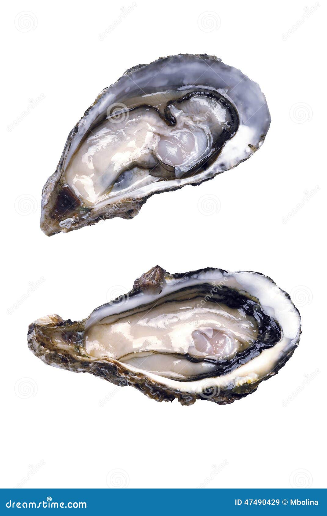 Ostra aberta fresca imagem de stock. Imagem de ingrediente - 47490429