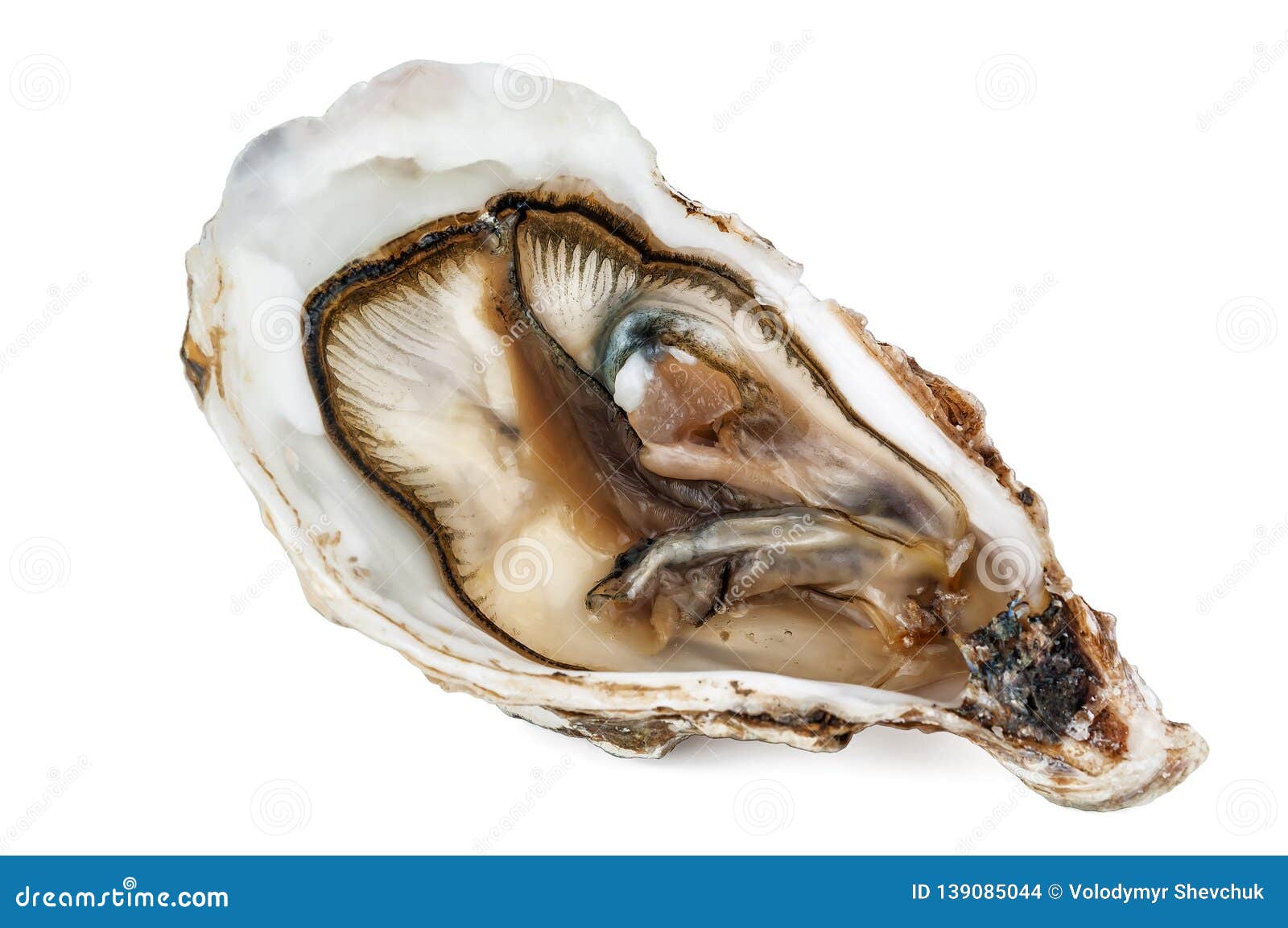 Ostra Aberta Fresca No Branco Foto de Stock - Imagem de culturas ...