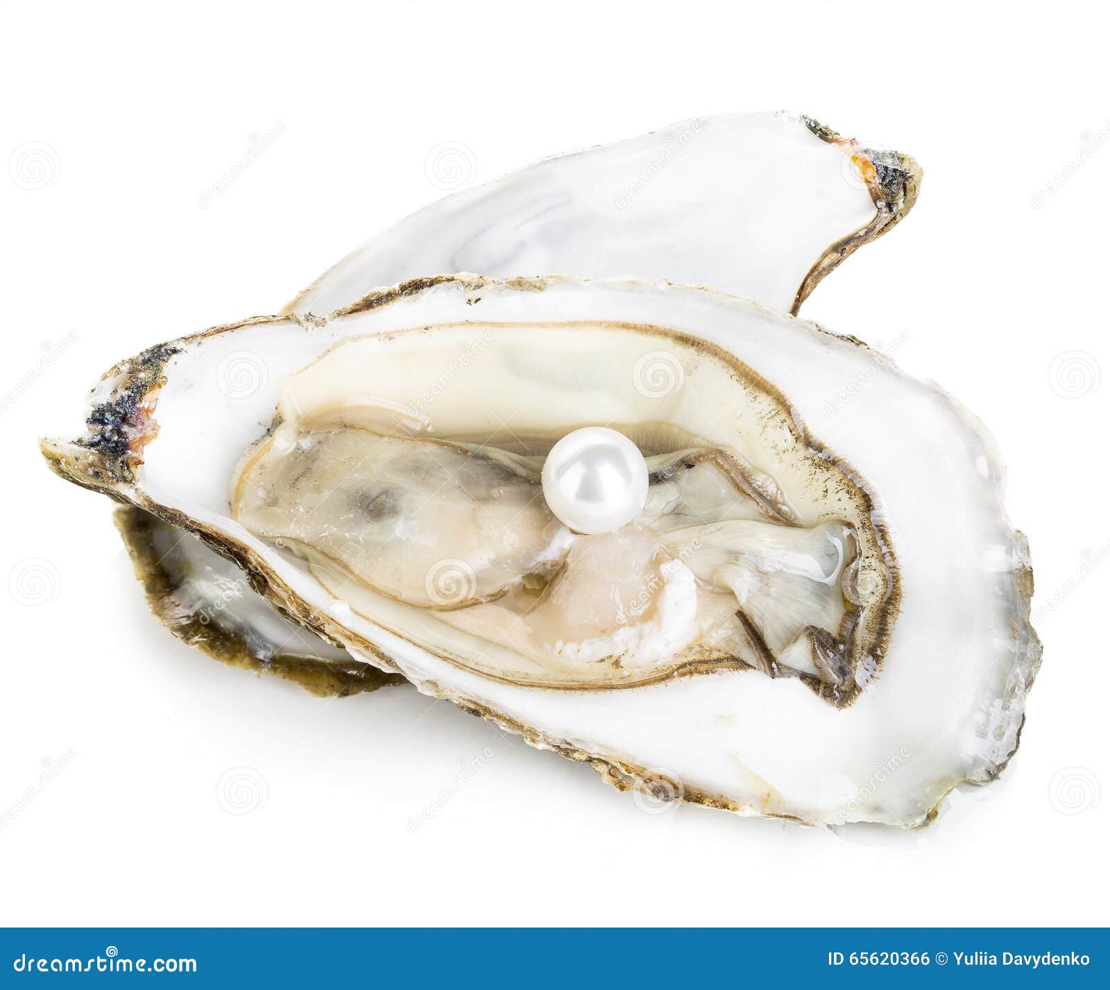 Ostra Con El Primer De La Perla Aislado Foto de archivo - Imagen de ...