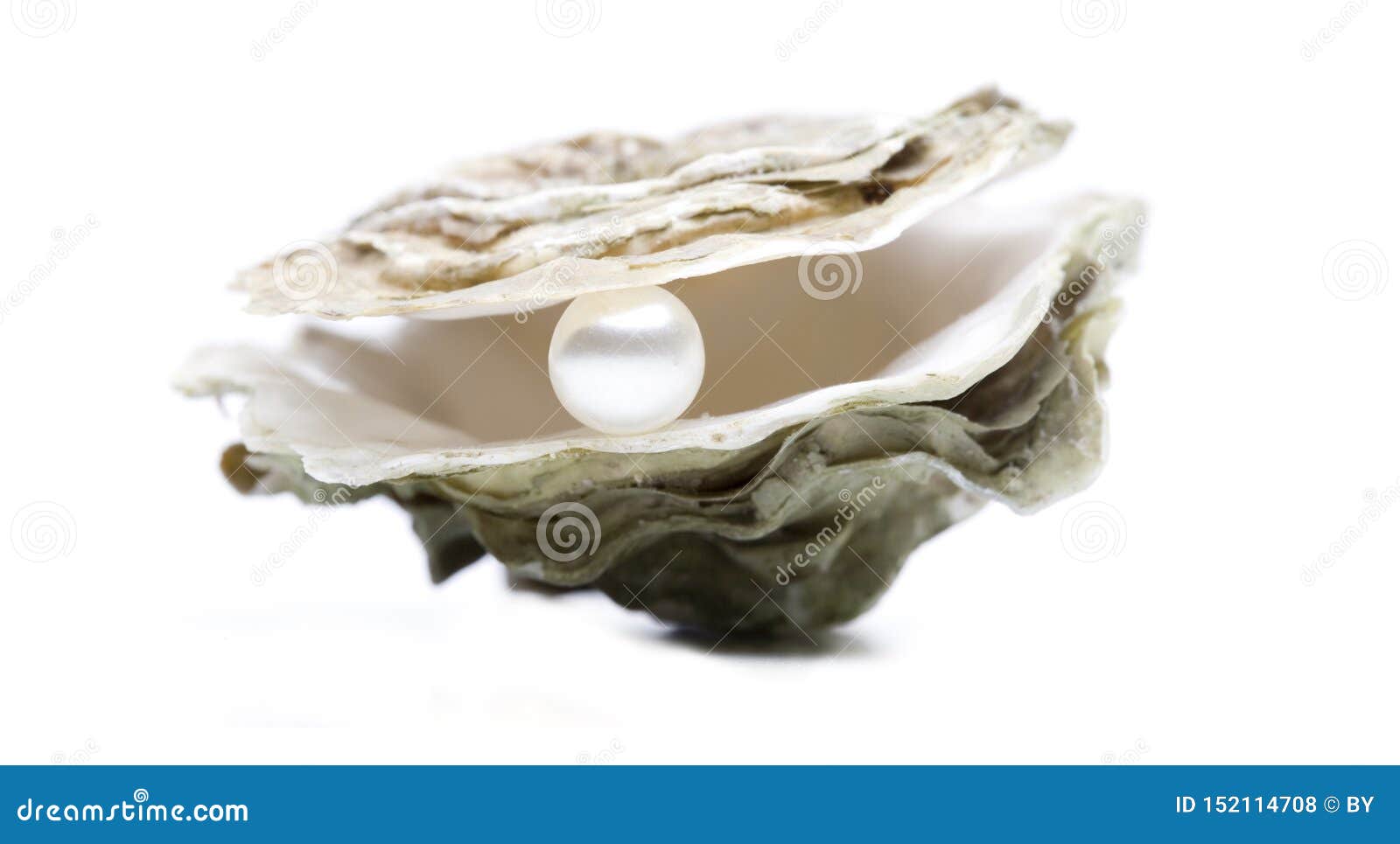 Ostra con la perla aislada foto de archivo. Imagen de libre - 152114708