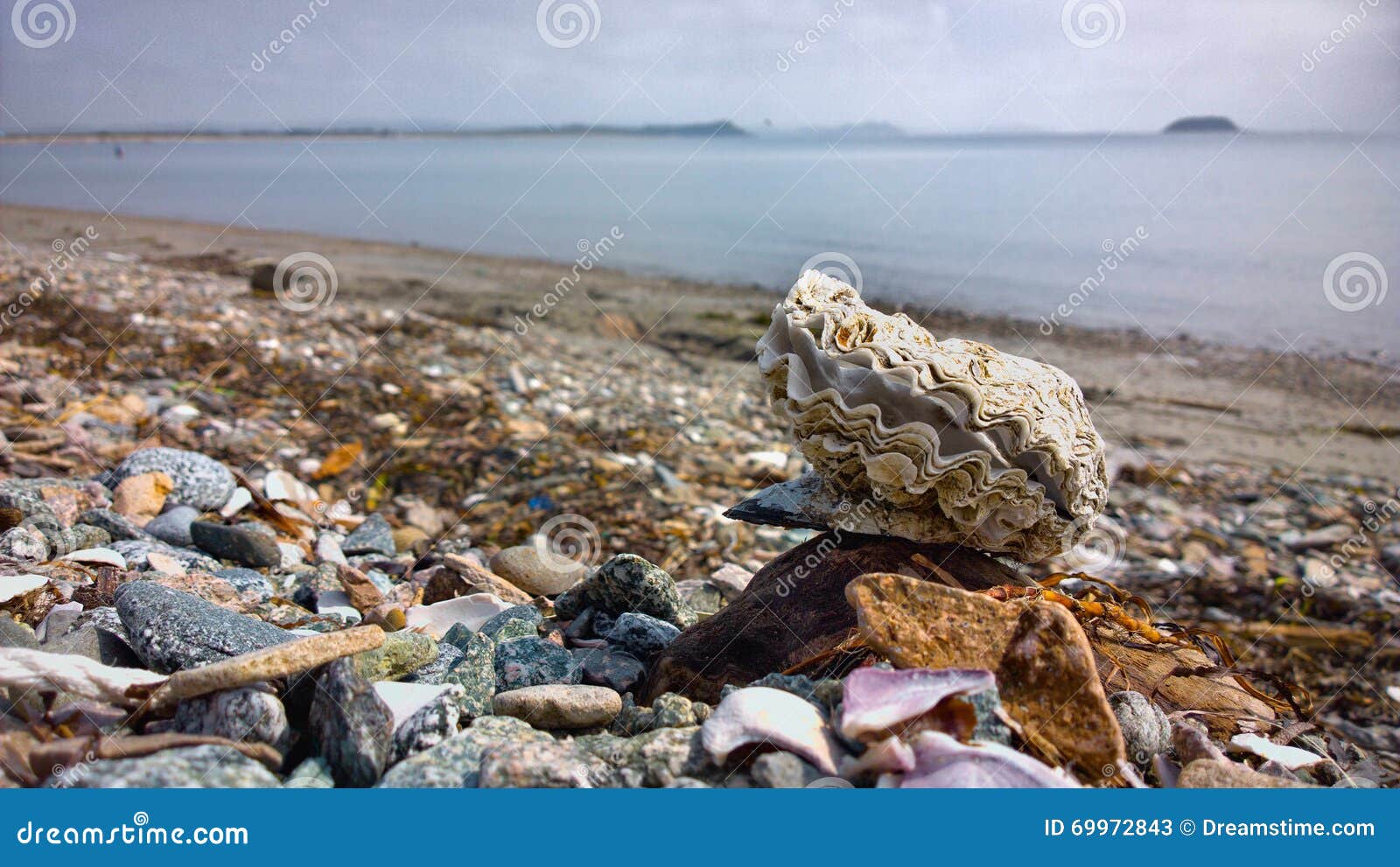 Ostra de la costa de mar imagen de archivo. Imagen de shelles - 69972843