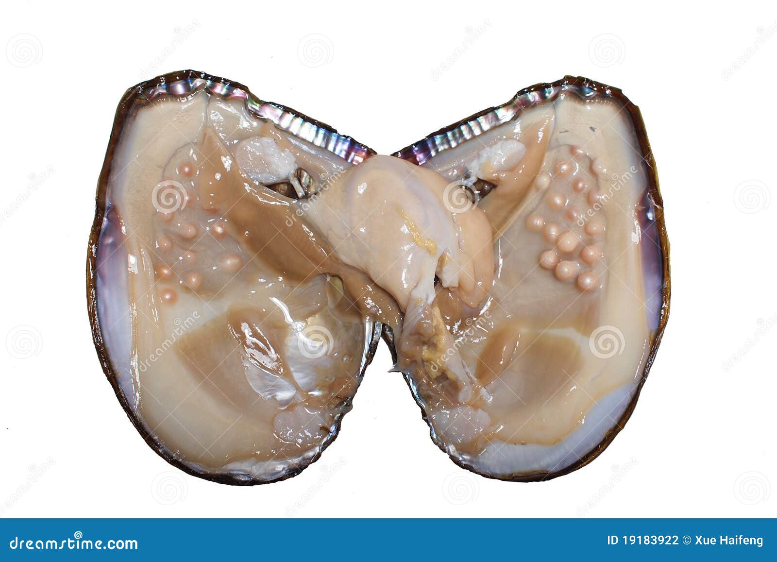 Ostra de perla foto de archivo. Imagen de textura, shell - 19183922