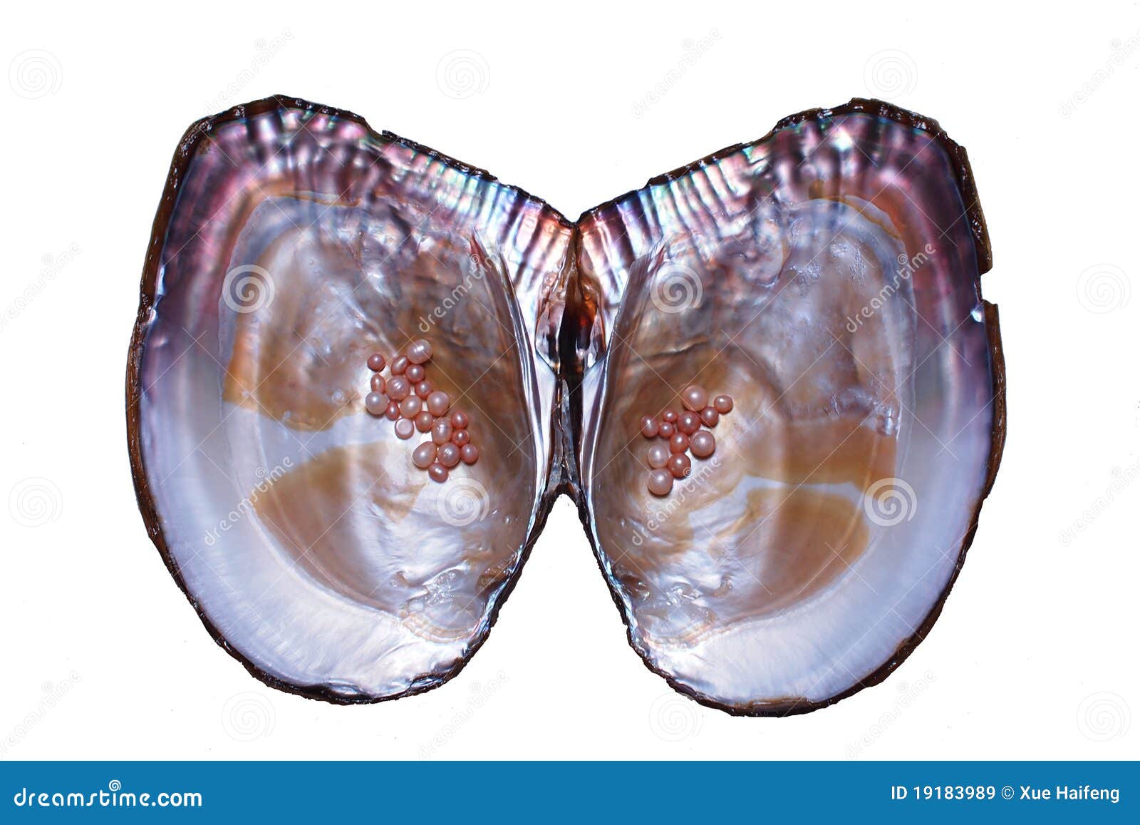 Ostra de perla imagen de archivo. Imagen de ostra, shell - 19183989