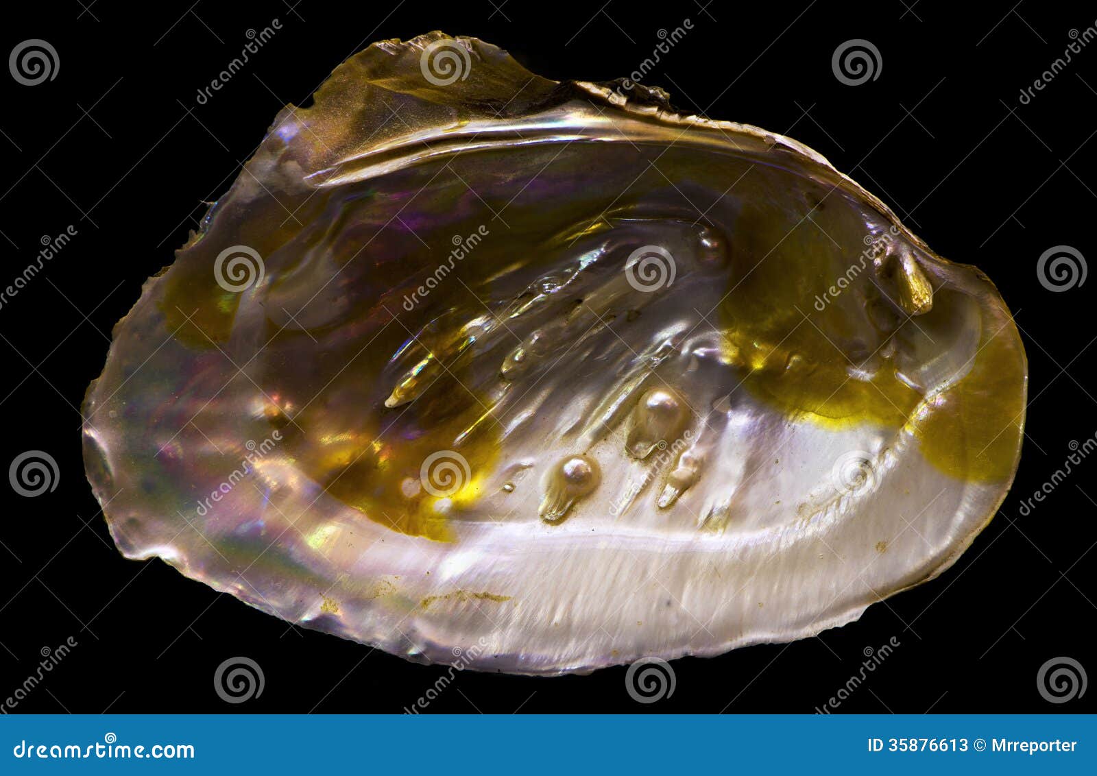 Ostra de perla imagen de archivo. Imagen de perla, concha - 35876613