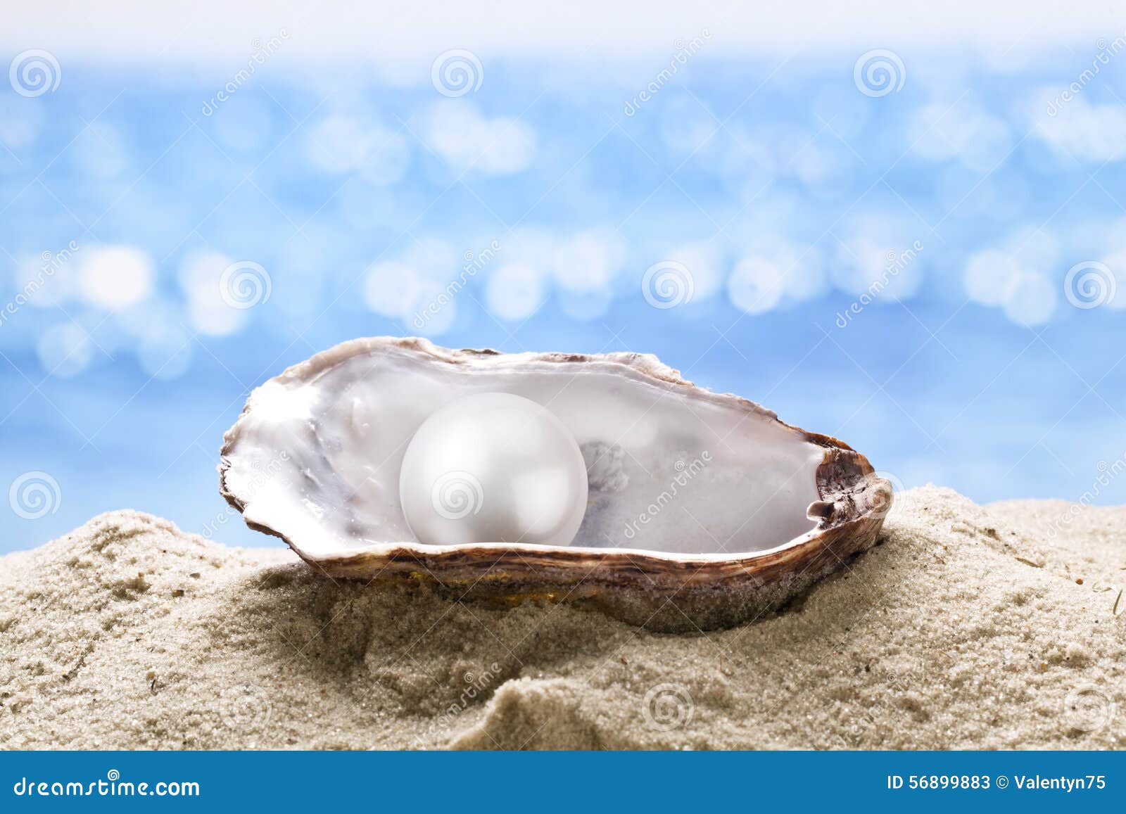 Ostra de perla en la arena imagen de archivo. Imagen de tropical - 56899883
