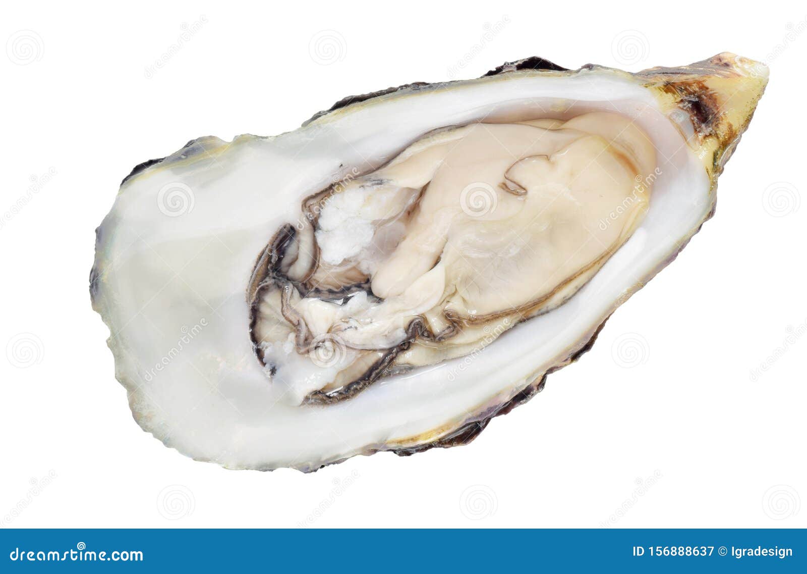 Ostra Fresca Cruda Aislada En Blanco Imagen de archivo - Imagen de ...
